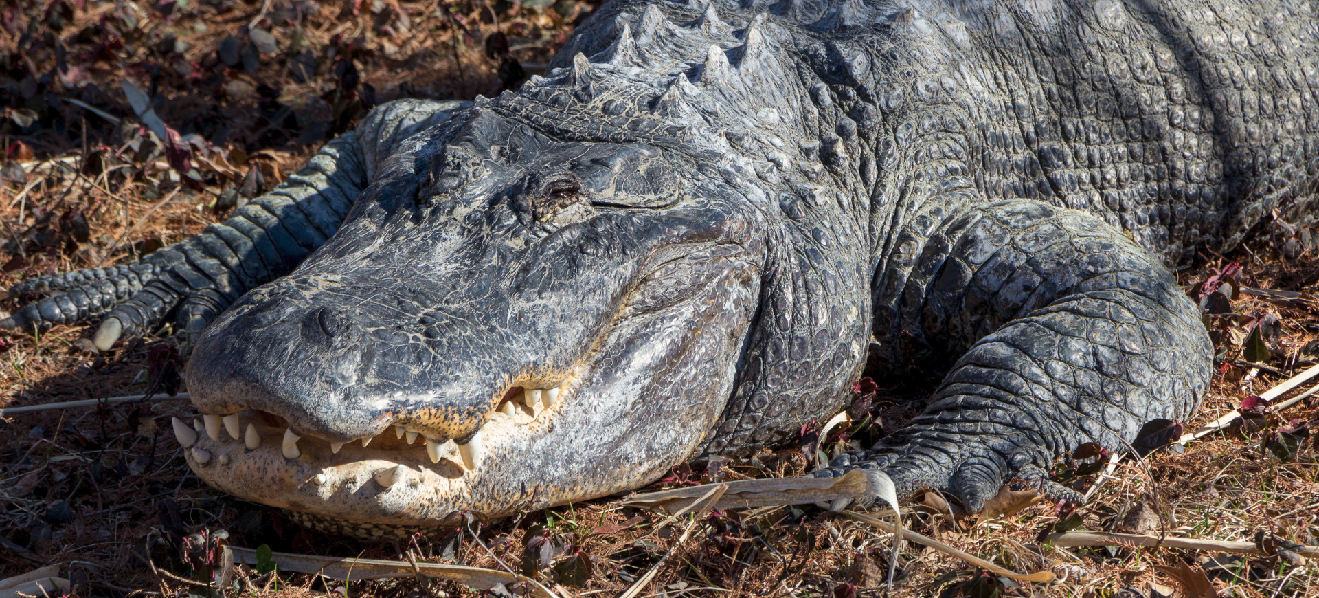 Black Caiman Facts, Habitat, Conservation Status, Zoo Populations ...