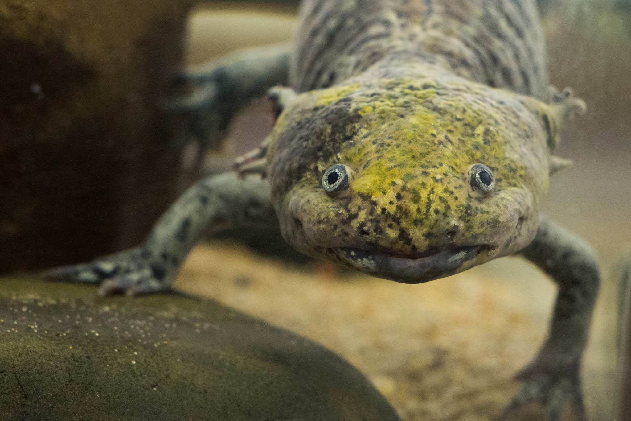 Definitive Guide To Axolotl Facts, Habitat, Conservation Status, Zoo ...