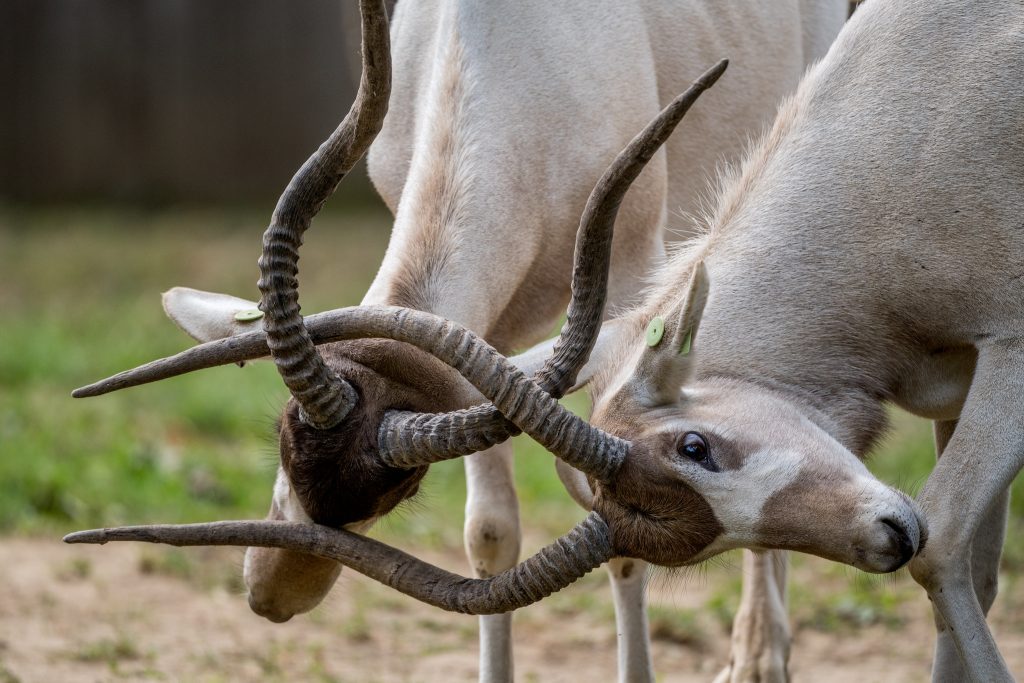 Addax Facts, Habitat, Conservation Status, Zoo Populations, Pictures ...