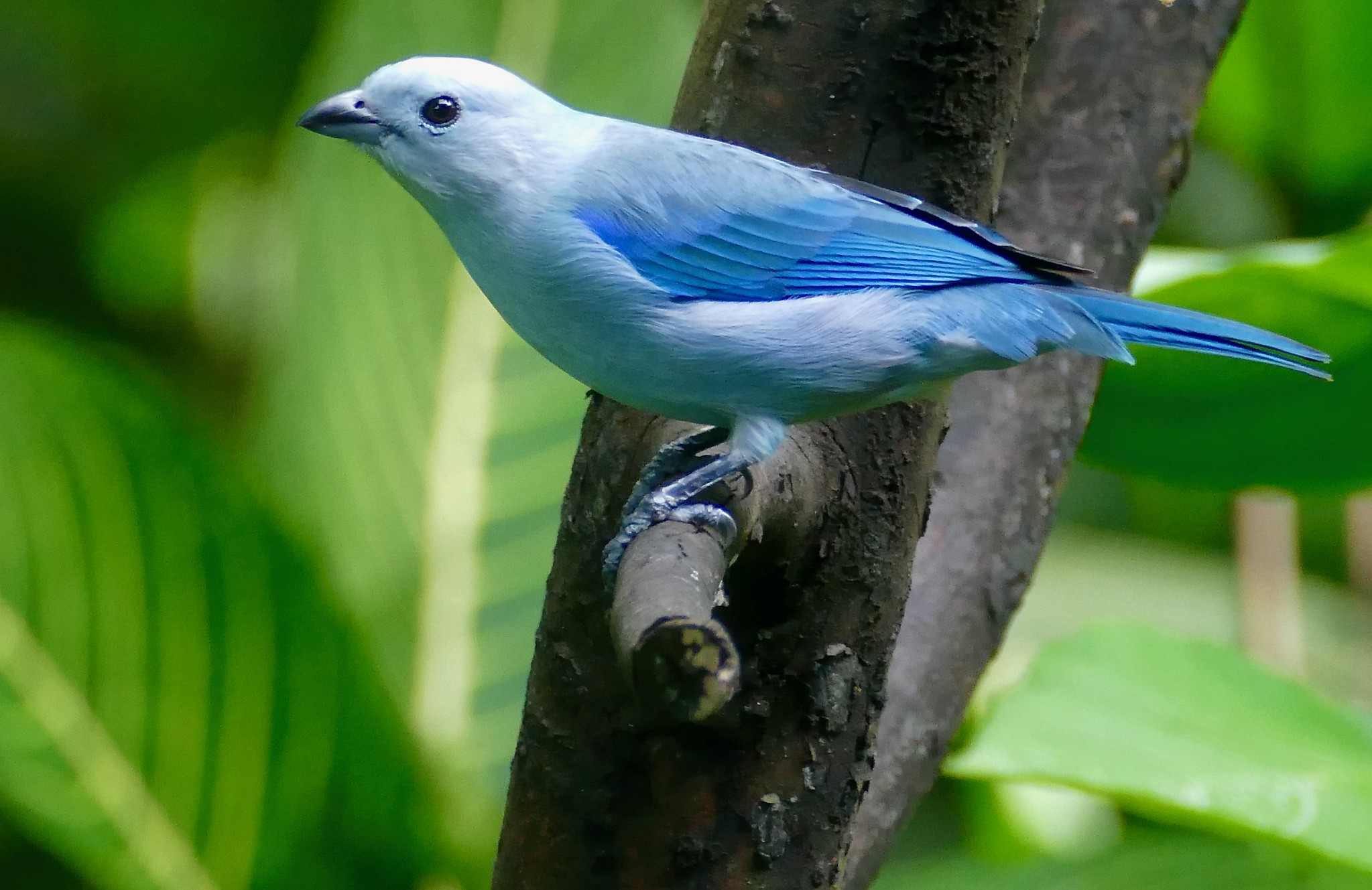 Definitive Guide To Blue-gray Tanager Facts, Habitat, Conservation ...