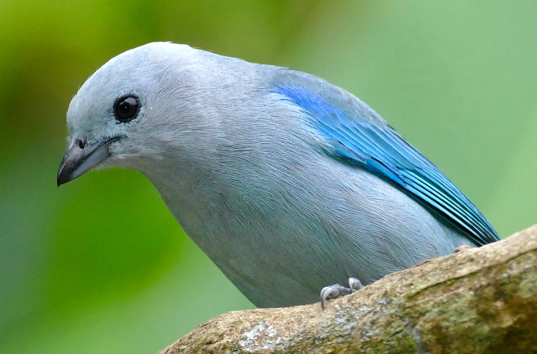Definitive Guide To Blue-gray Tanager Facts, Habitat, Conservation ...