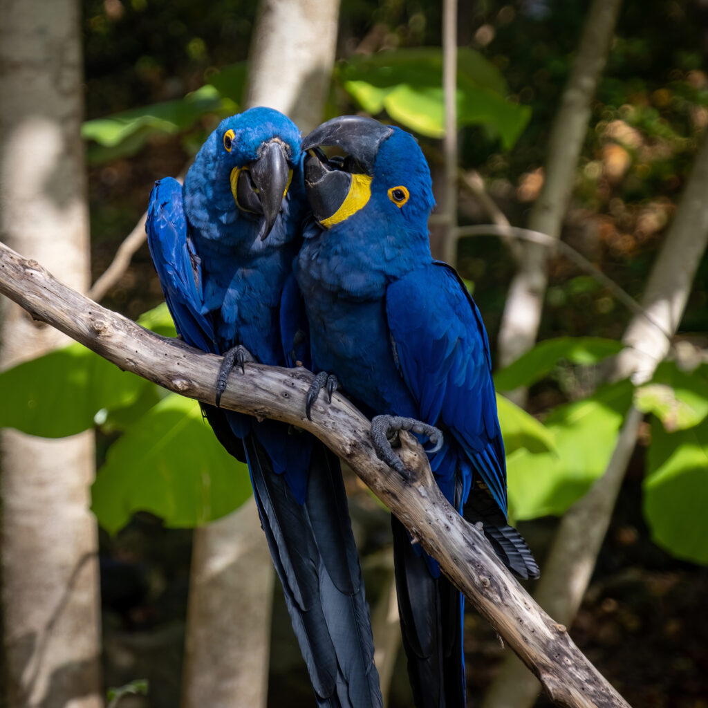 Definitive Guide To Hyacinth Macaw Facts, Habitat, Conservation Status ...