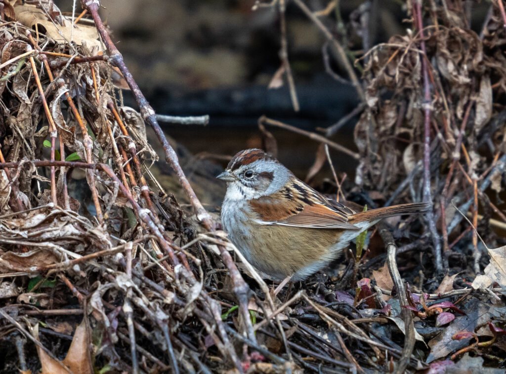 Definitive Guide To Swamp Sparrow Facts, Habitat, Conservation Status ...