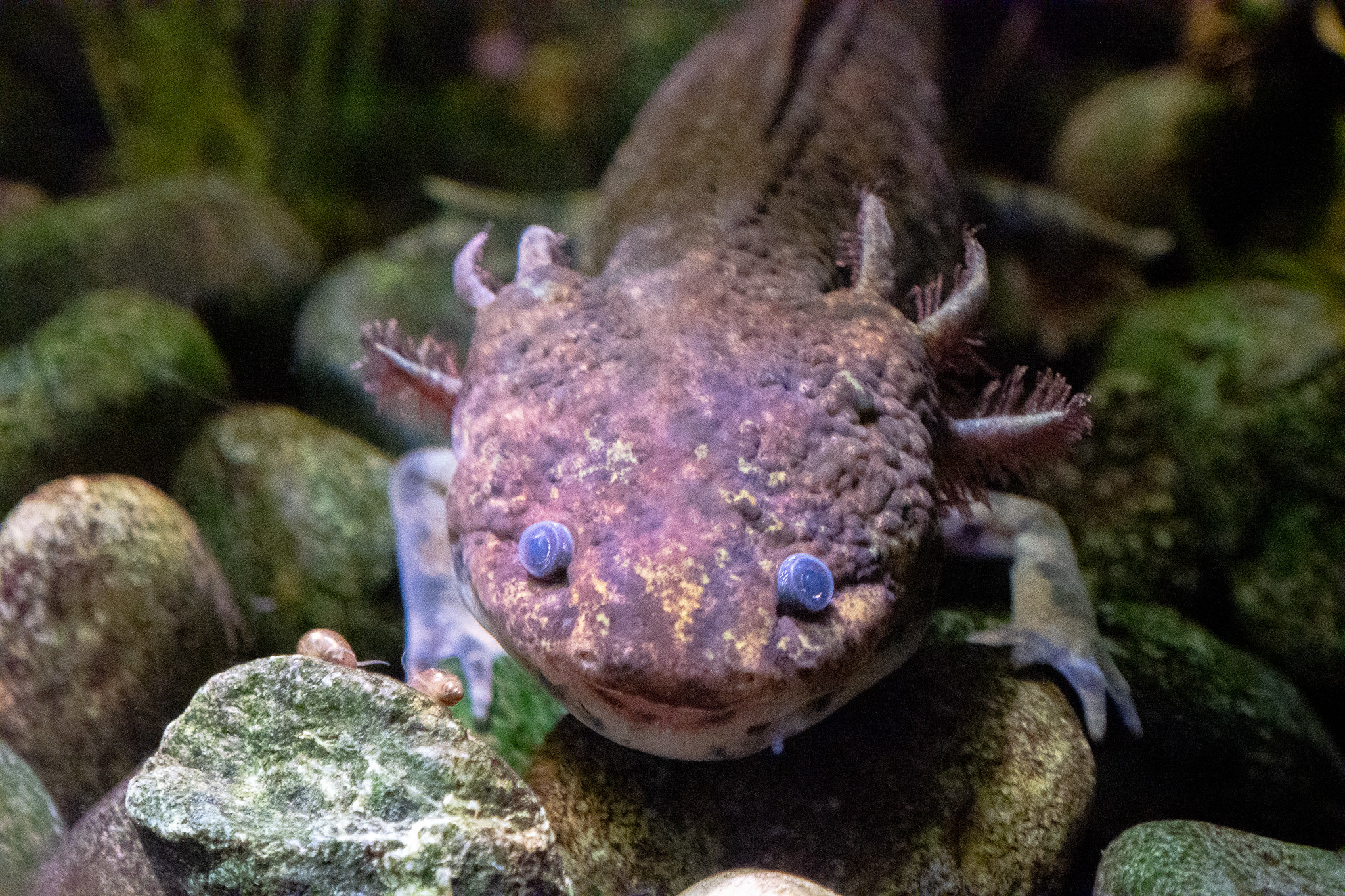 Definitive Guide To Axolotl Facts, Habitat, Conservation Status, Zoo ...