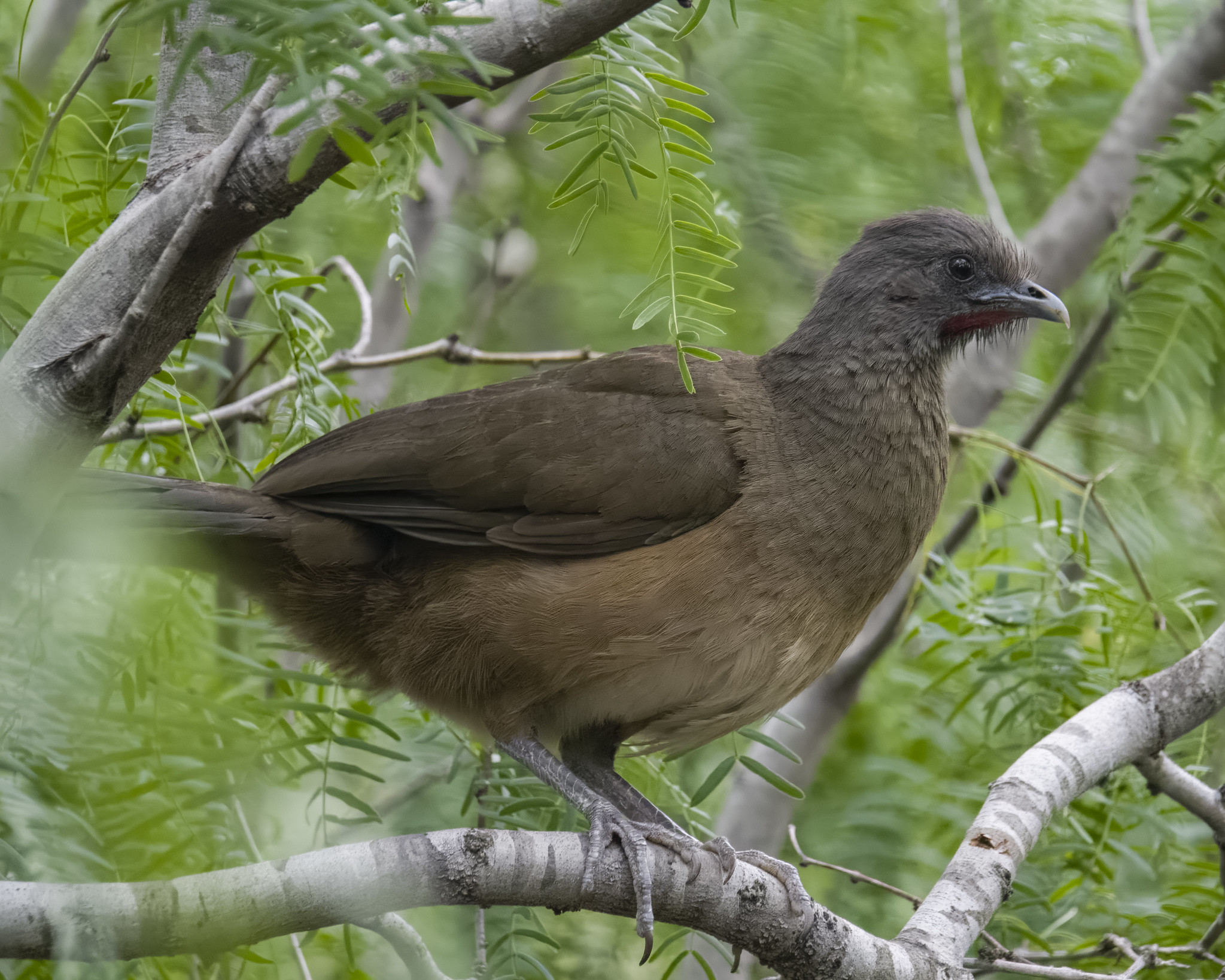 Definitive Guide To Plain Chachalaca Facts, Habitat, Conservation ...