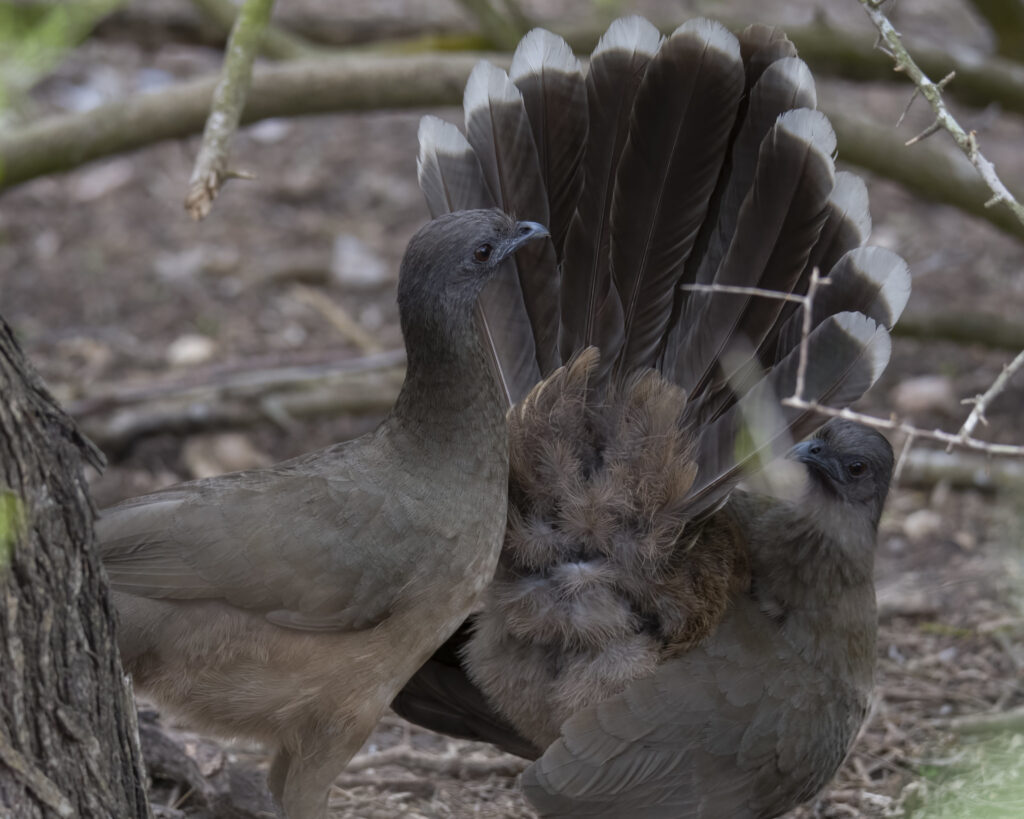 Definitive Guide To Plain Chachalaca Facts, Habitat, Conservation ...