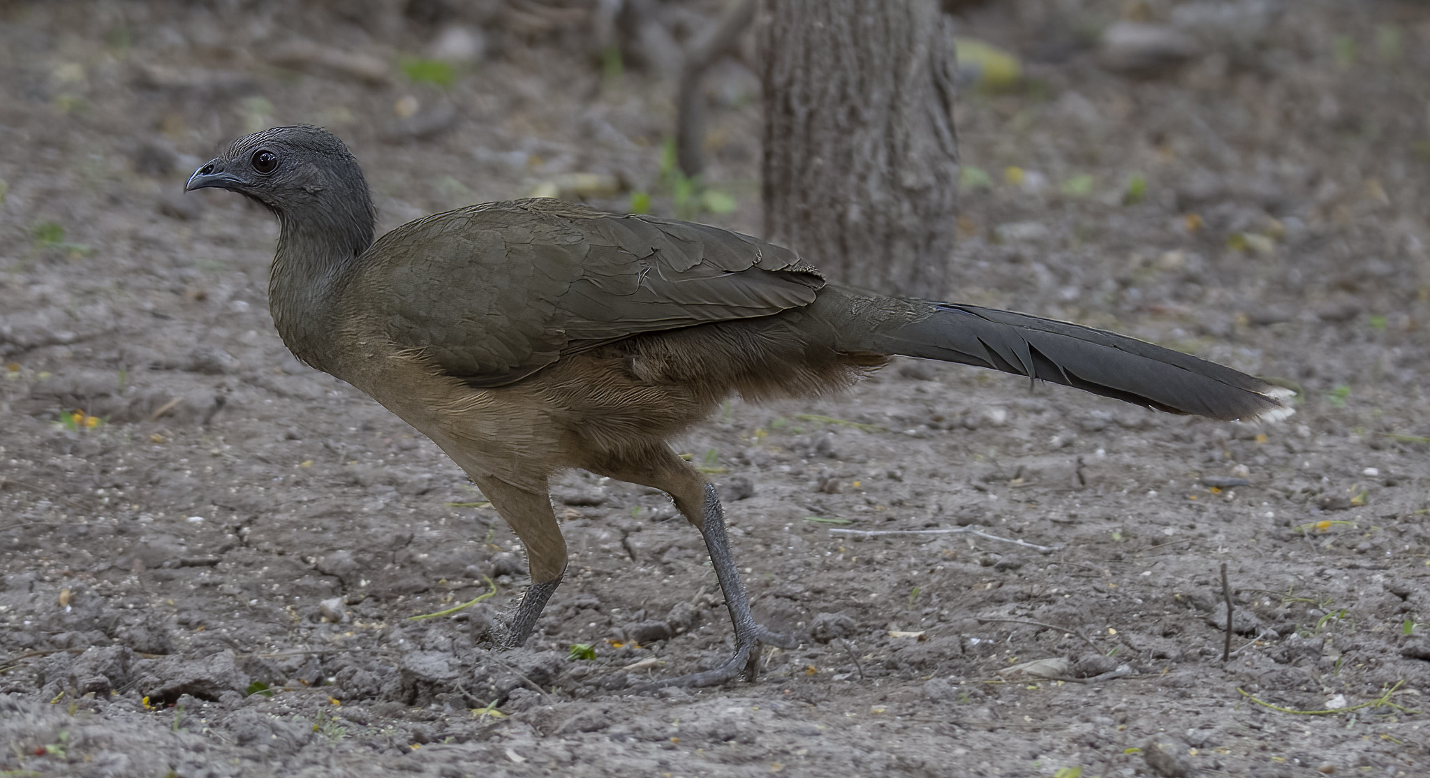 Definitive Guide To Plain Chachalaca Facts, Habitat, Conservation ...