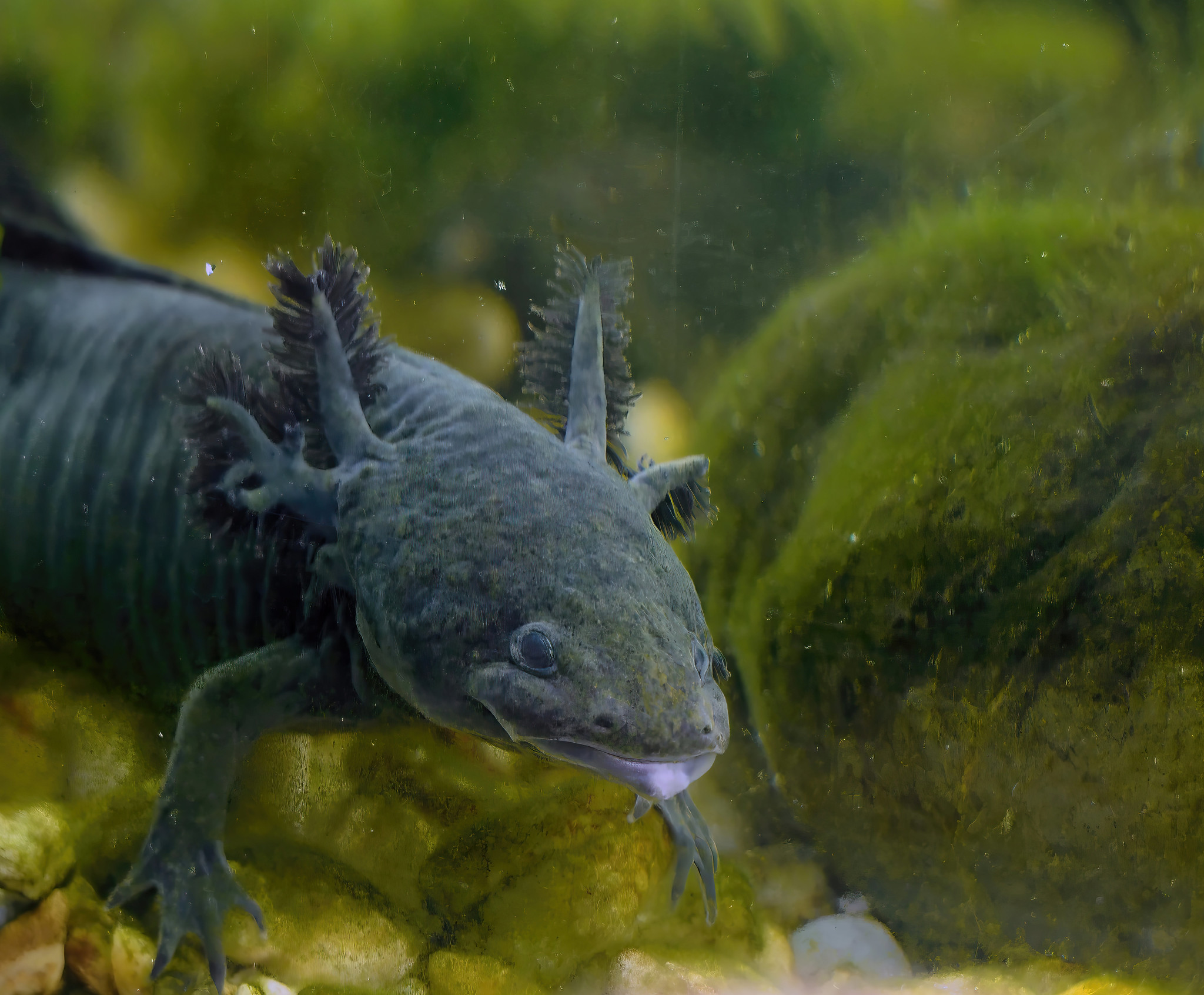 Definitive Guide To Axolotl Facts, Habitat, Conservation Status, Zoo ...