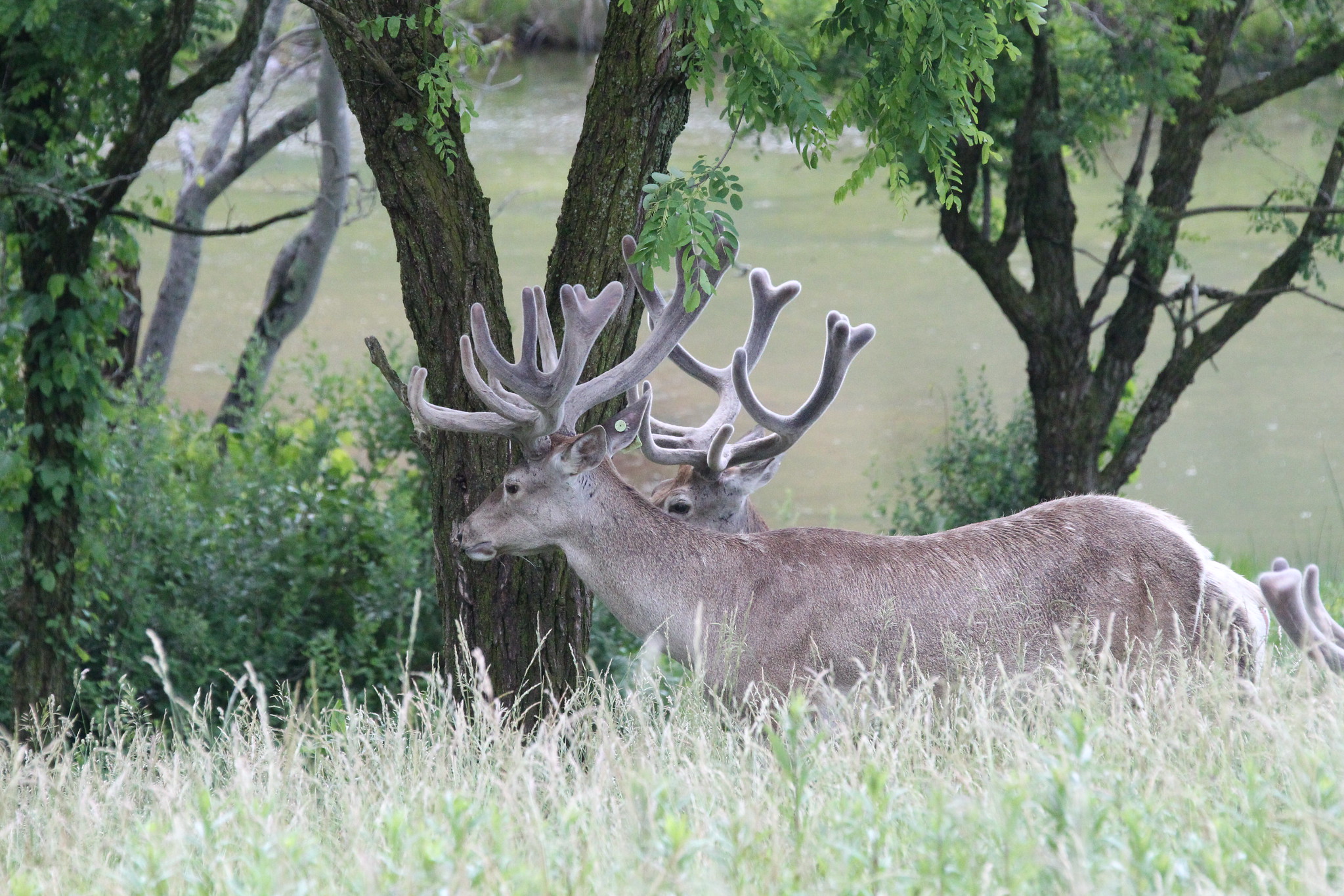 Definitive Guide To Bactrian Deer Facts, Habitat, Conservation Status ...