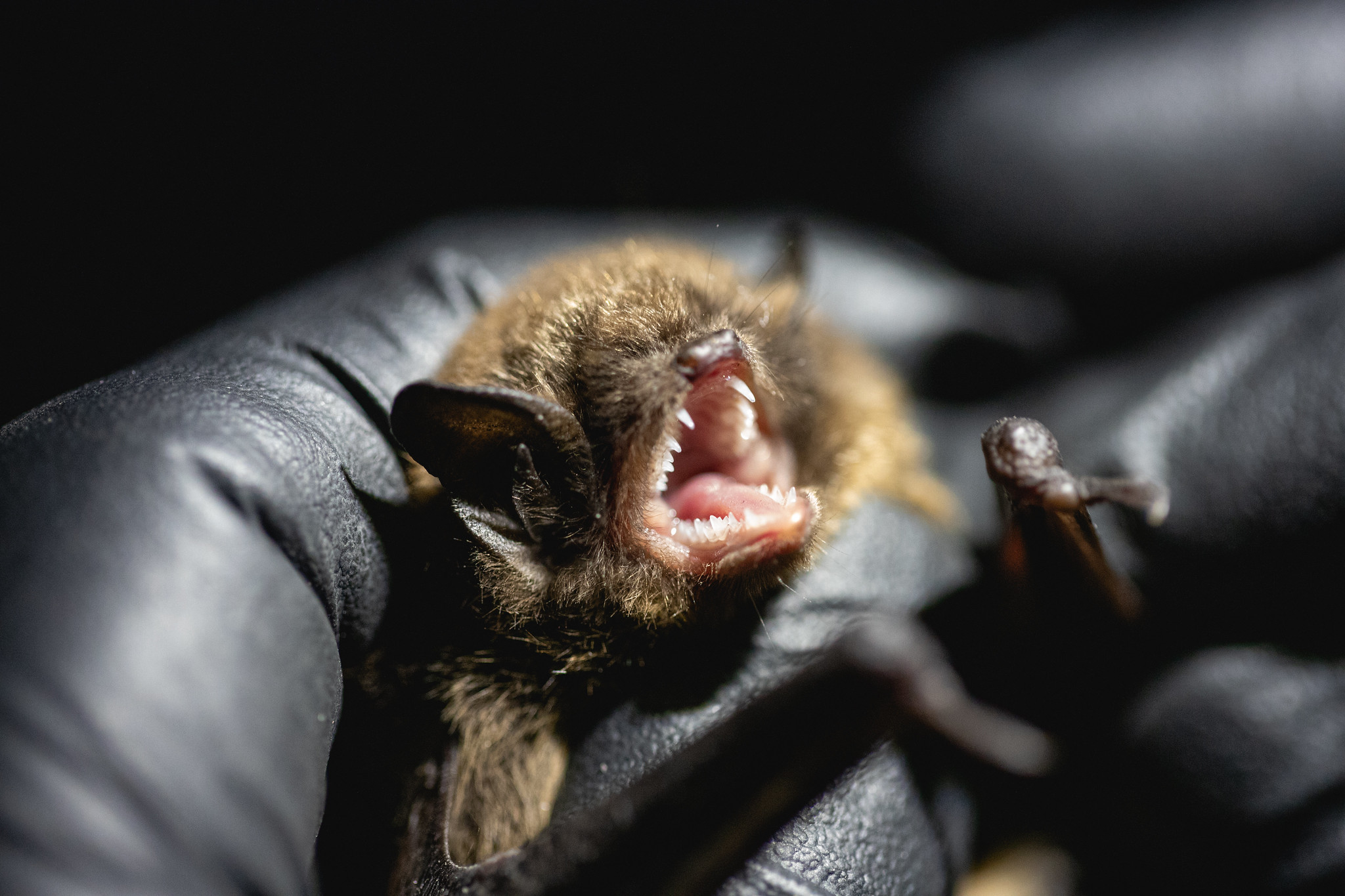 Definitive Guide To Little Brown Bat Facts, Habitat, Conservation ...