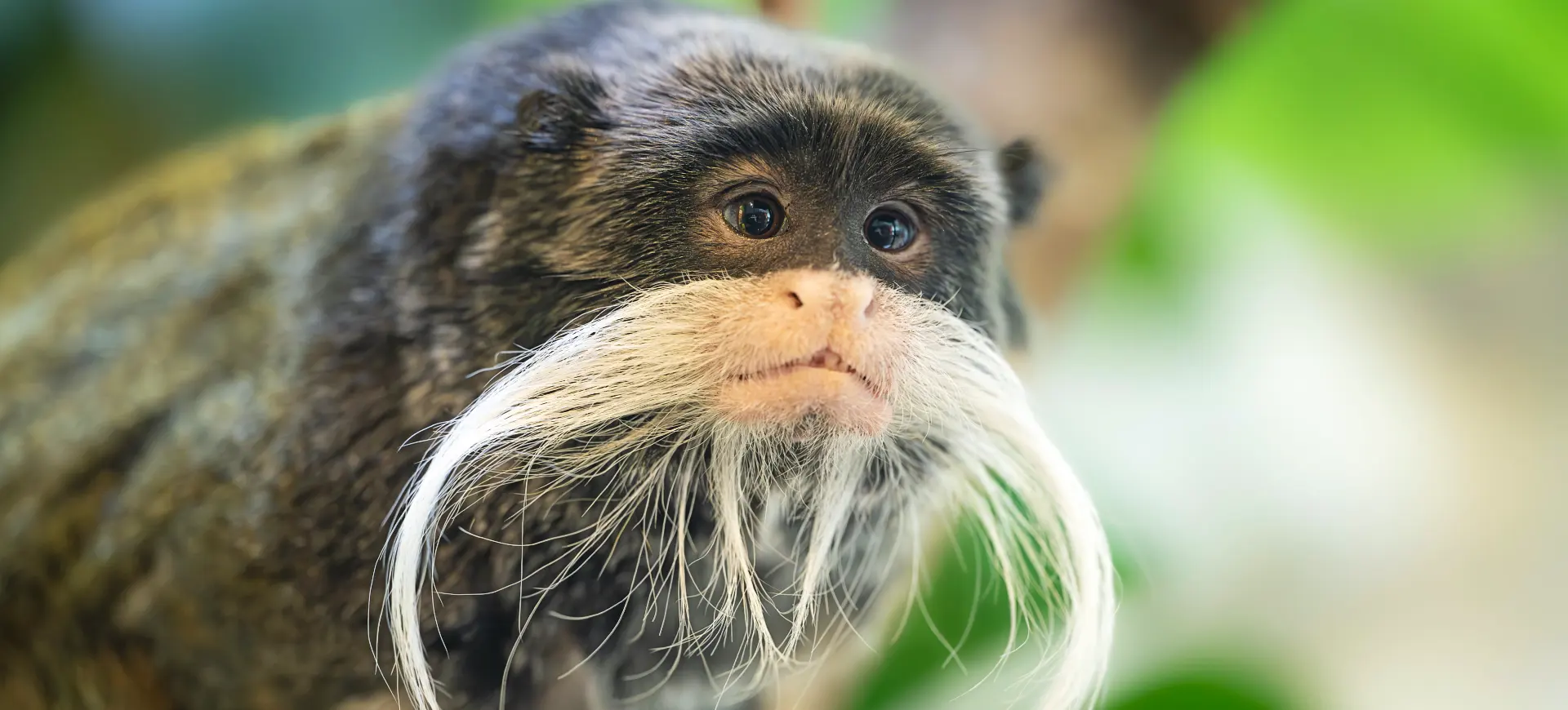 Emperor Tamarin Facts, Habitat, Conservation Status, Zoo Populations ...