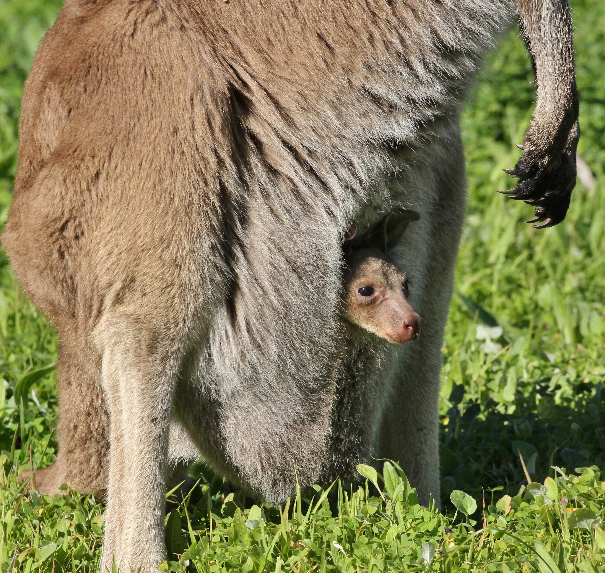 Definitive Guide To Western Gray Kangaroo Facts, Habitat, Conservation ...