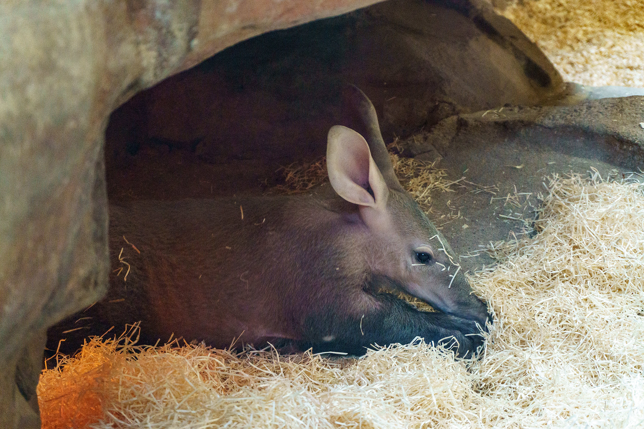 Definitive Guide To Aardvark Facts, Habitat, Conservation Status, Zoo ...