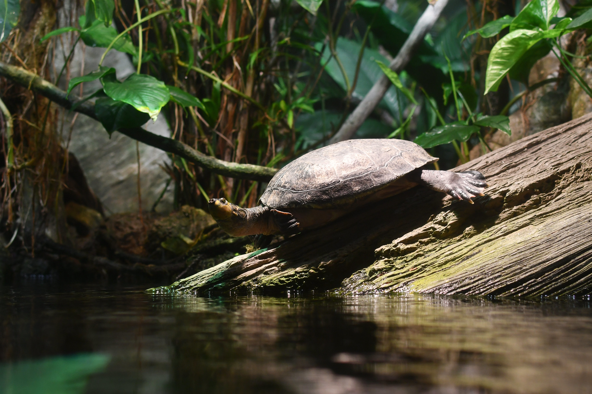 Yellow-spotted River Turtle Facts, Habitat, Conservation Status, Zoo ...