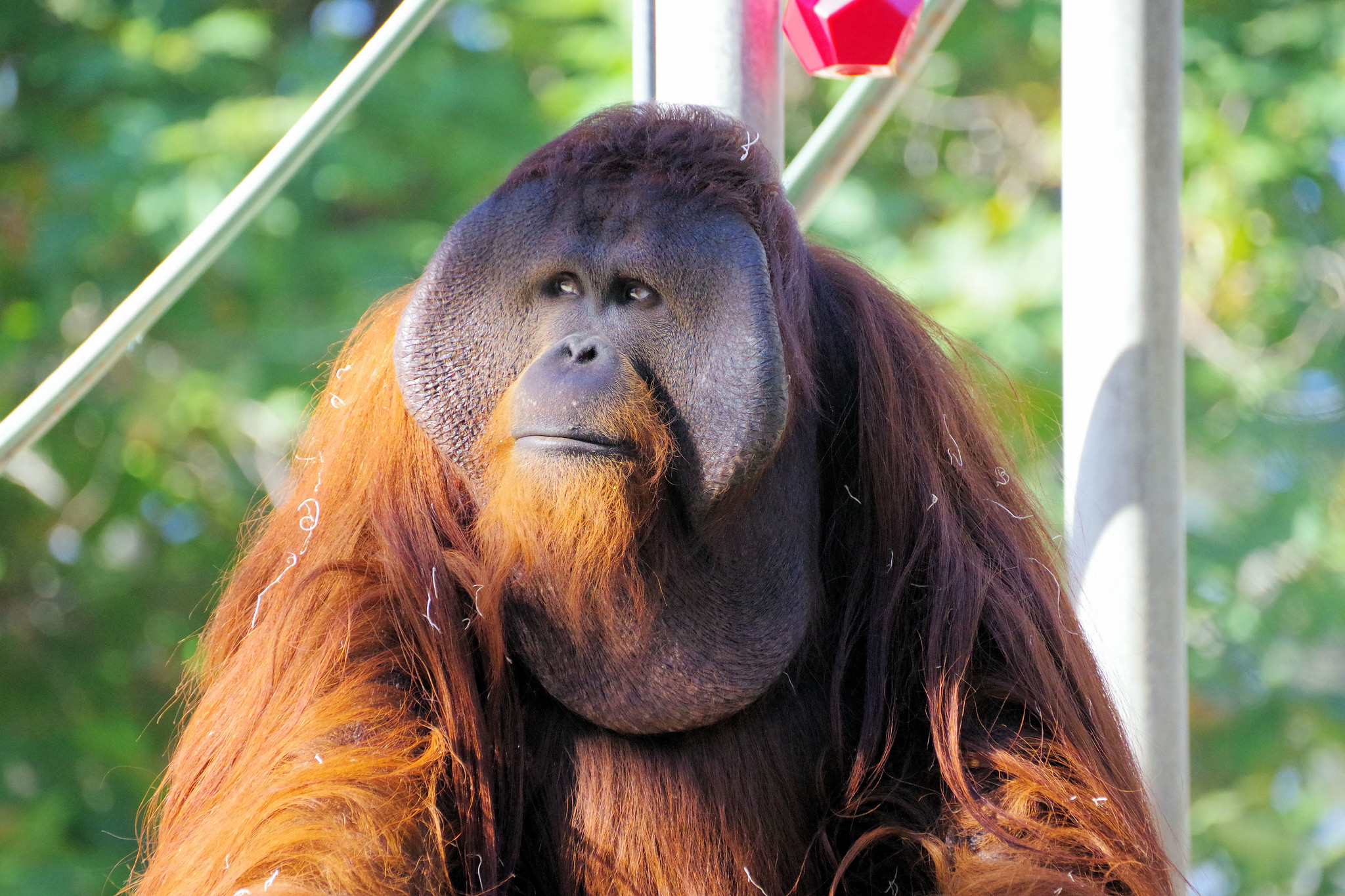 Definitive Guide To Bornean Orangutan Facts, Habitat, Conservation ...