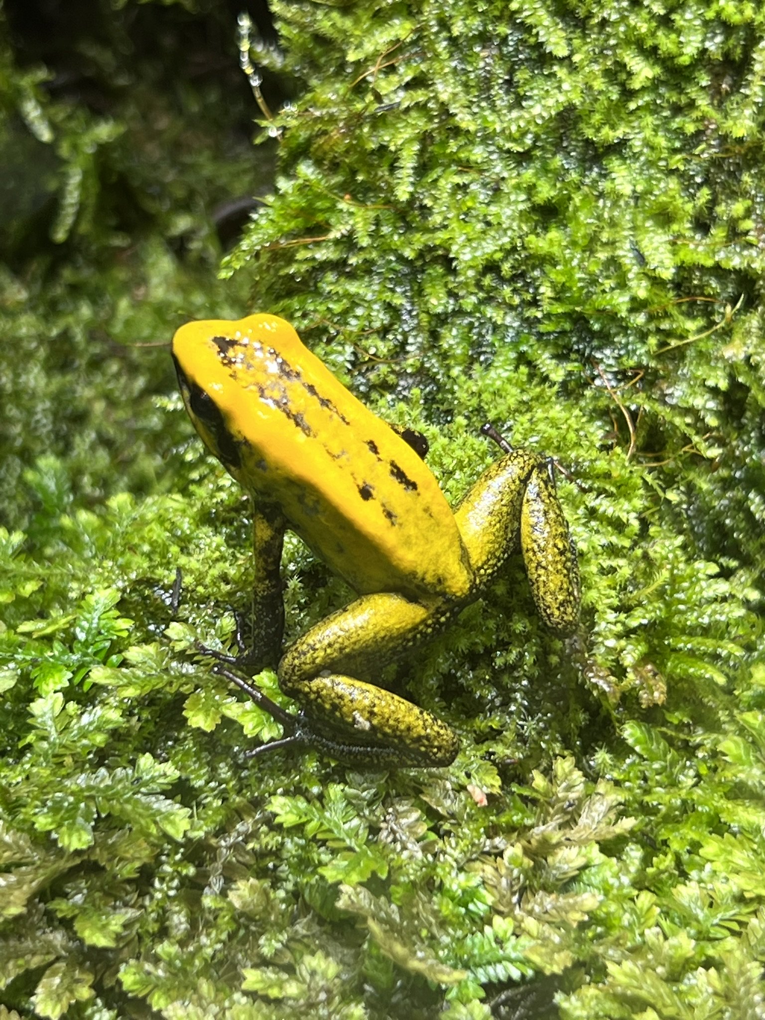 Definitive Guide To Black-legged Poison Dart Frog Facts, Habitat ...