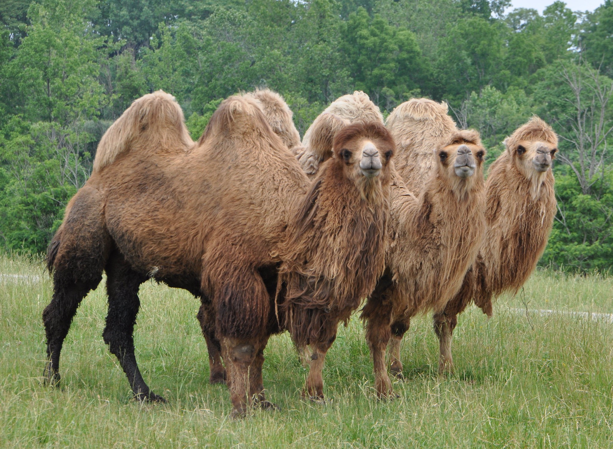 Bactrian Camel Facts, Habitat, Conservation Status, Zoo Populations ...
