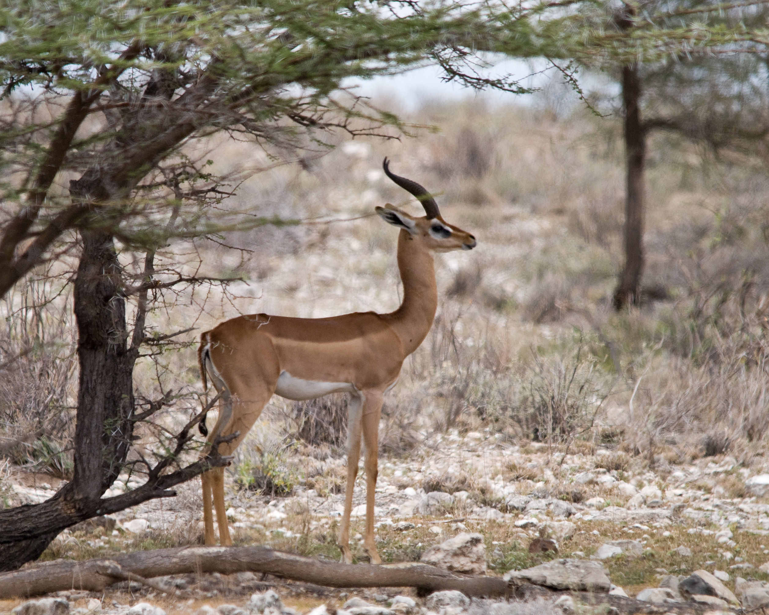 Definitive Guide To Gerenuk Facts Habitat Conservation Status Zoo