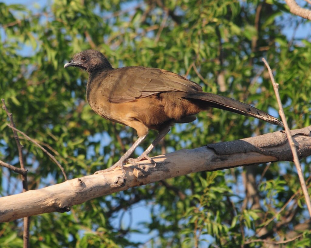 Definitive Guide To Plain Chachalaca Facts, Habitat, Conservation ...