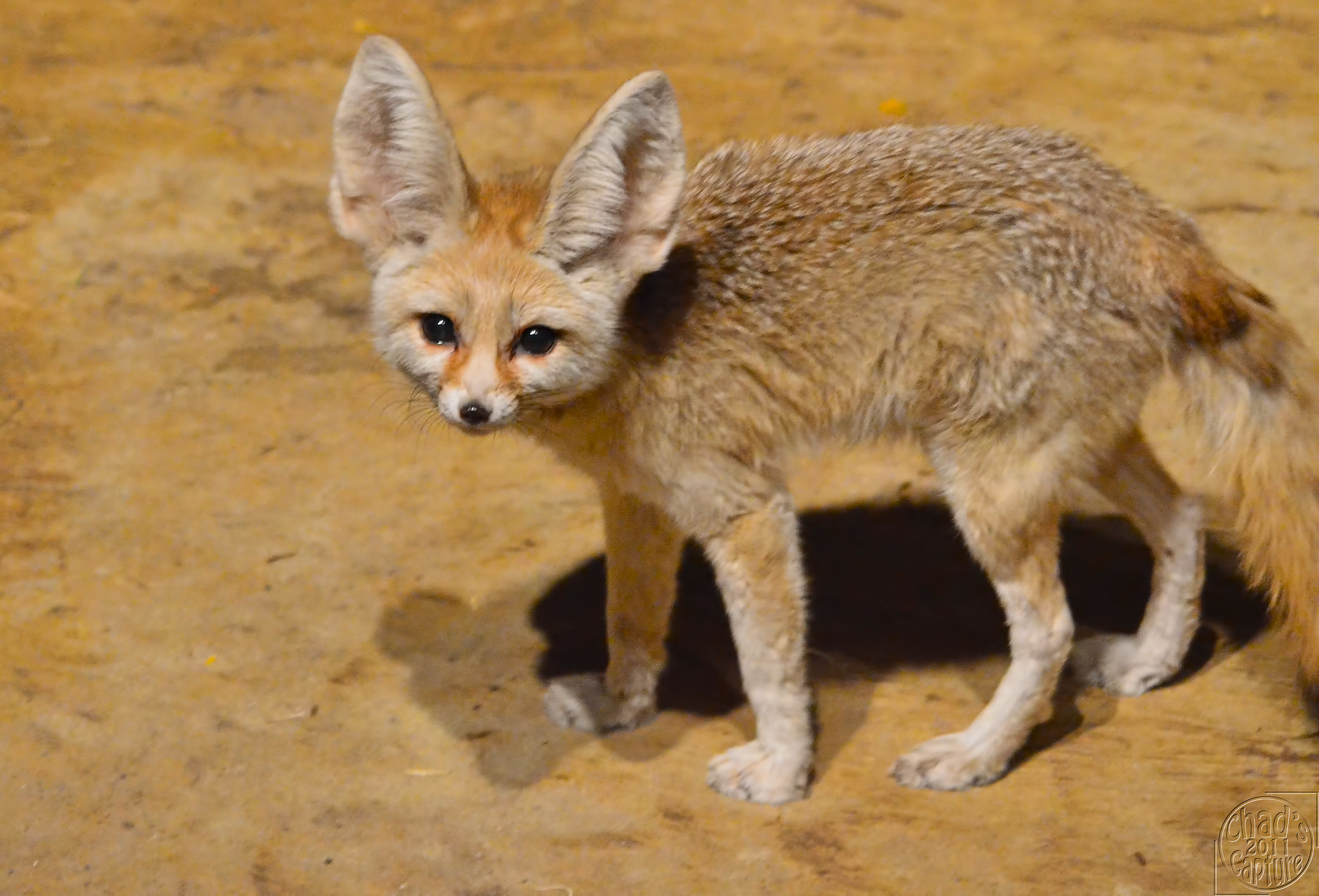 Definitive Guide To Bat-Eared Fox Facts, Habitat, Conservation Status ...