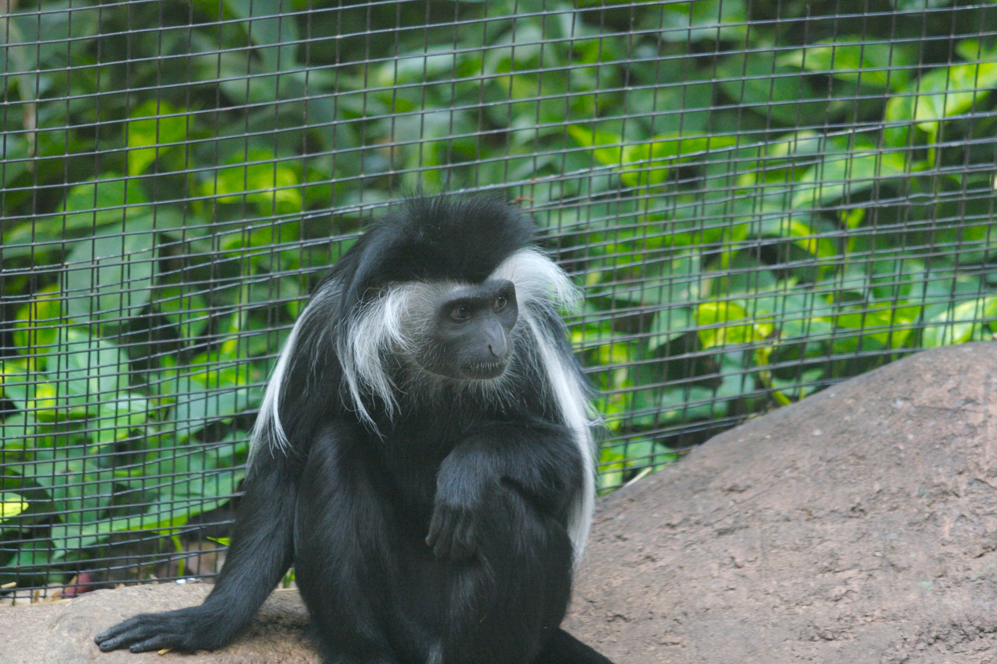 Definitive Guide To Angolan Colobus Facts, Habitat, Conservation Status ...