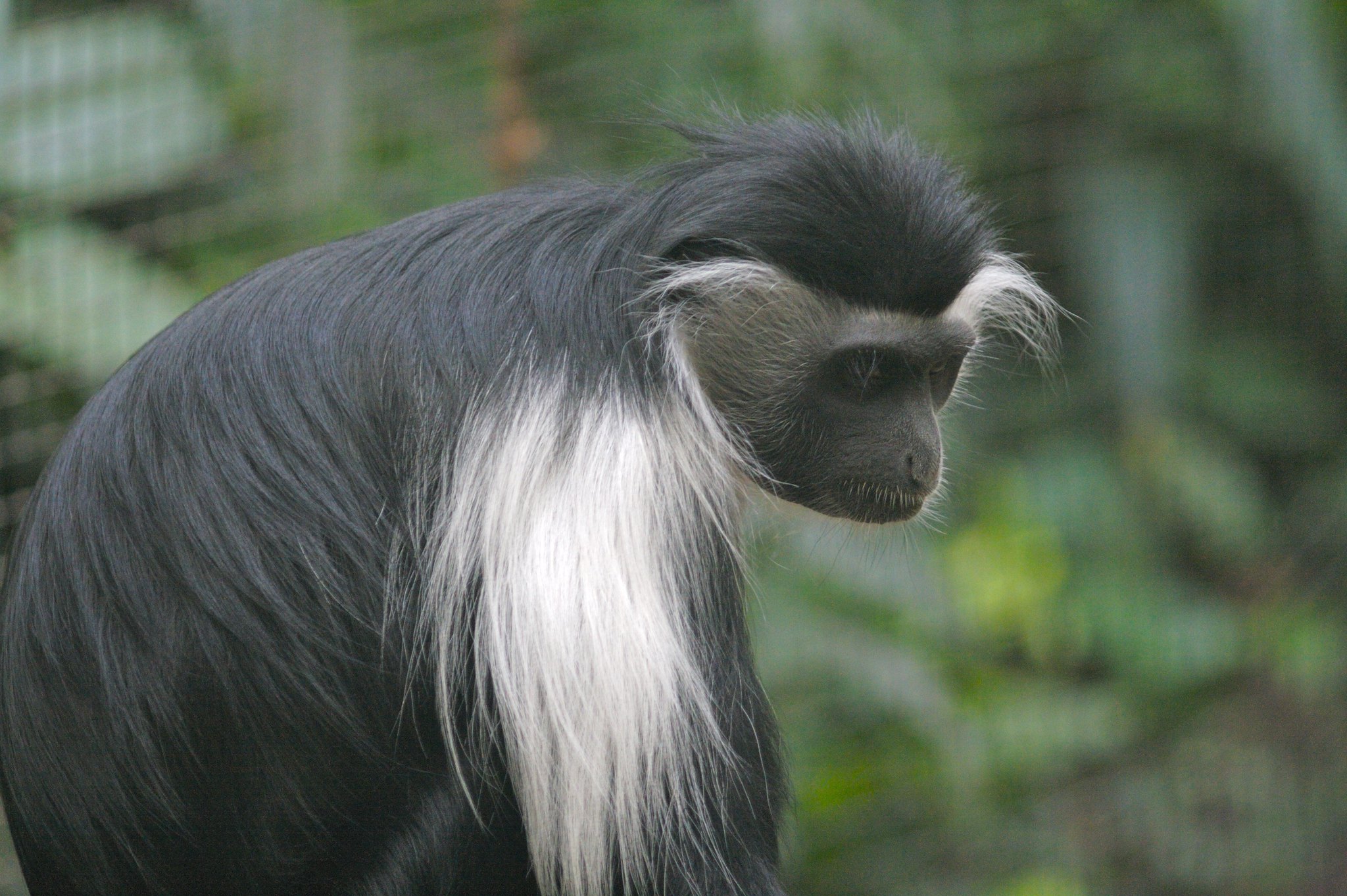 Definitive Guide To Angolan Colobus Facts, Habitat, Conservation Status ...