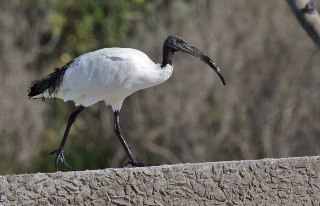 Definitive Guide To African Sacred Ibis Facts, Habitat, Conservation ...