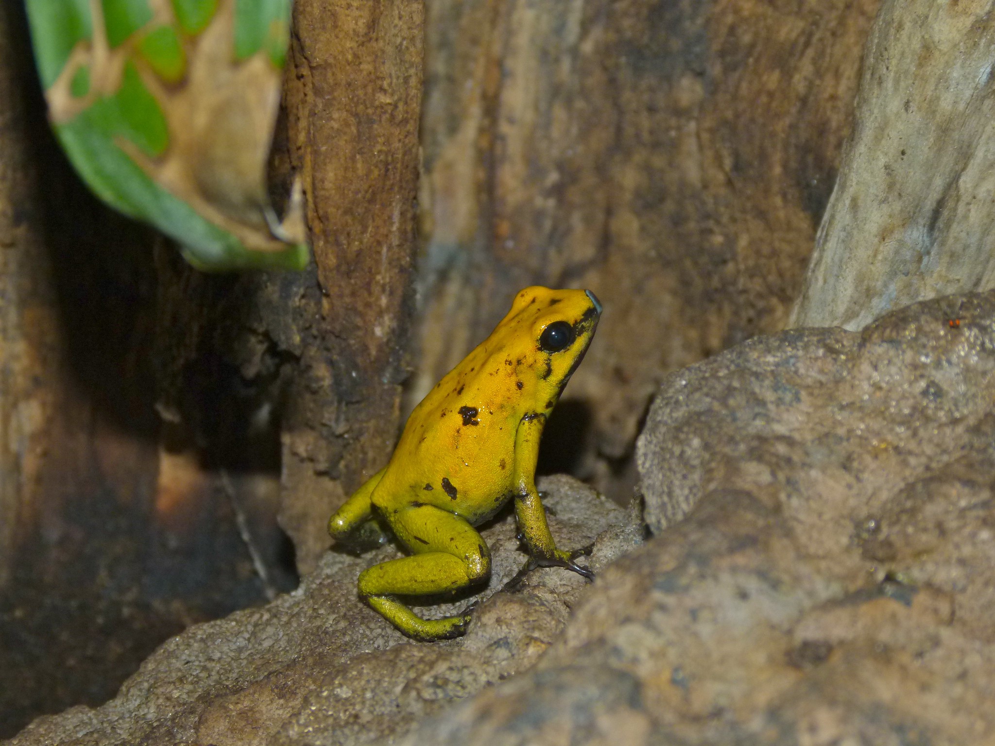 Definitive Guide To Black-legged Poison Dart Frog Facts, Habitat ...