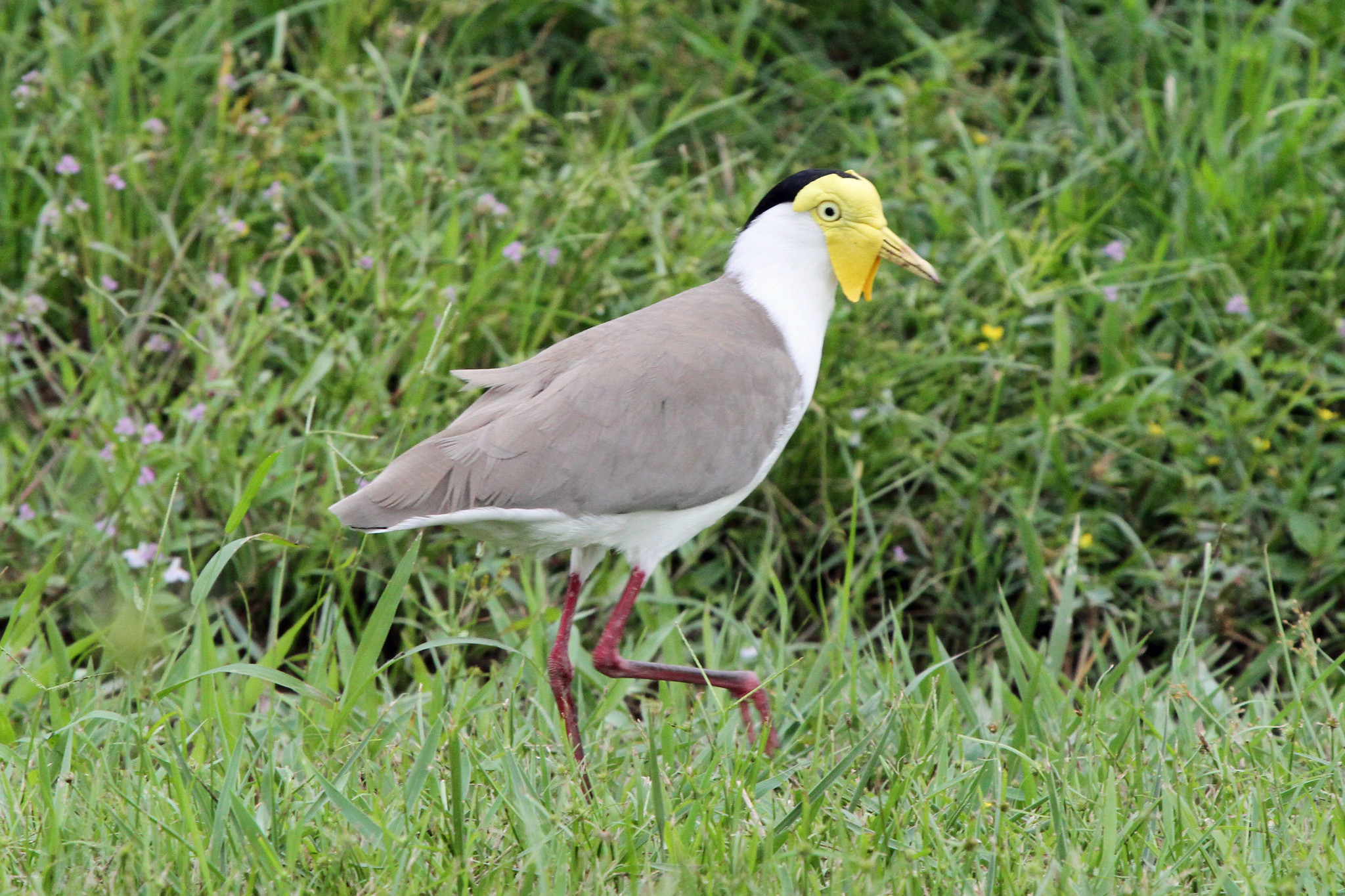 Masked Lapwing Facts, Habitat, Conservation Status, Zoo Populations ...