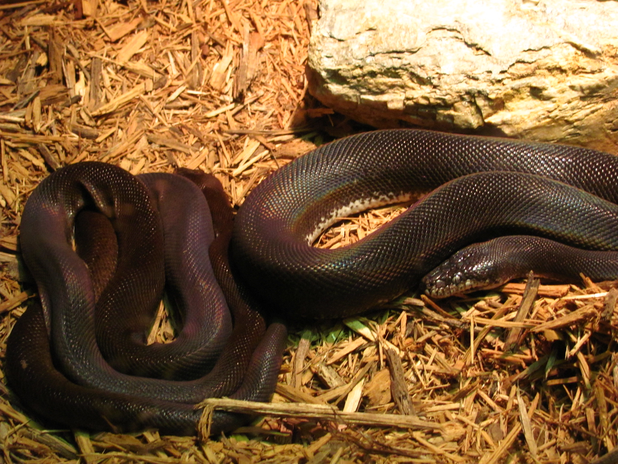 Definitive Guide To Savu Island Python Facts, Habitat, Conservation ...