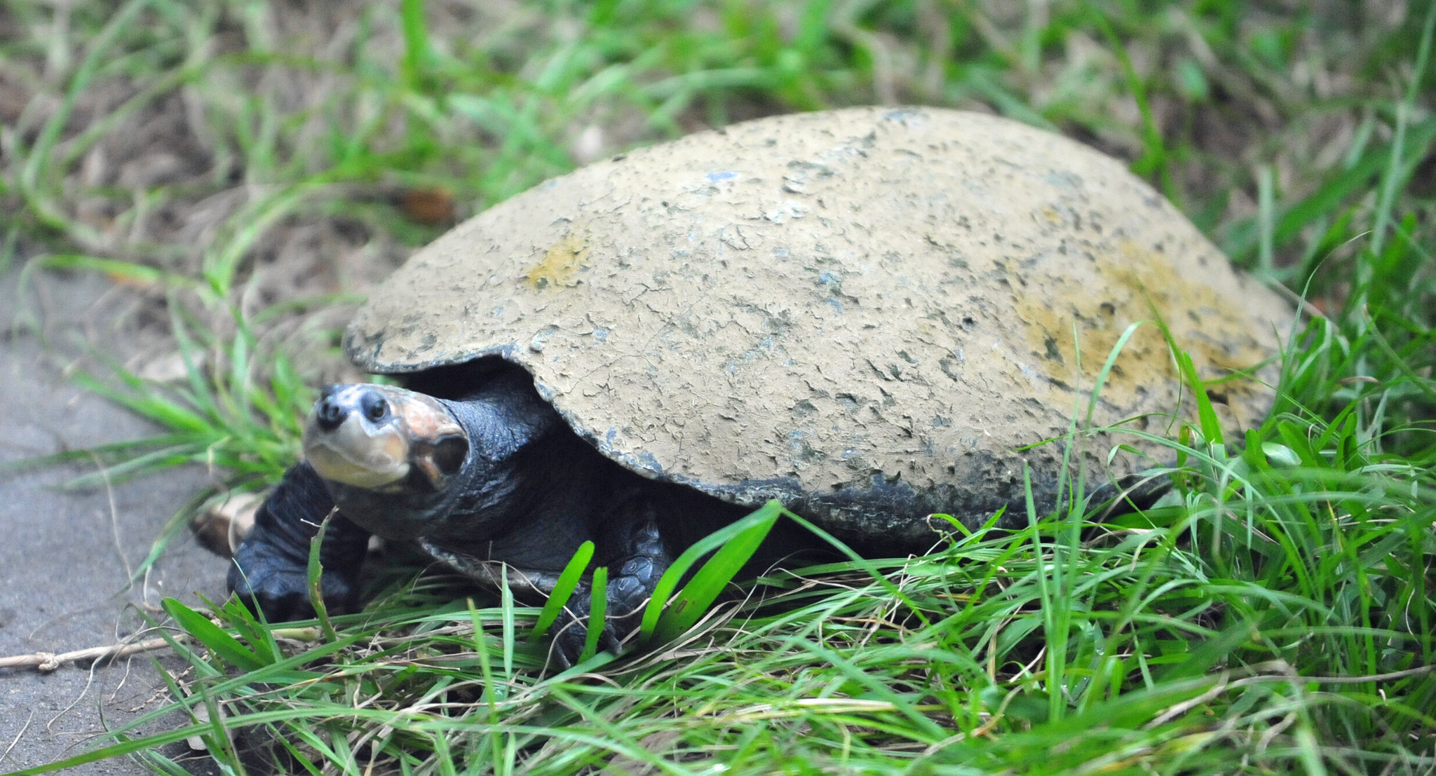 Yellow-spotted River Turtle Facts, Habitat, Conservation Status, Zoo ...