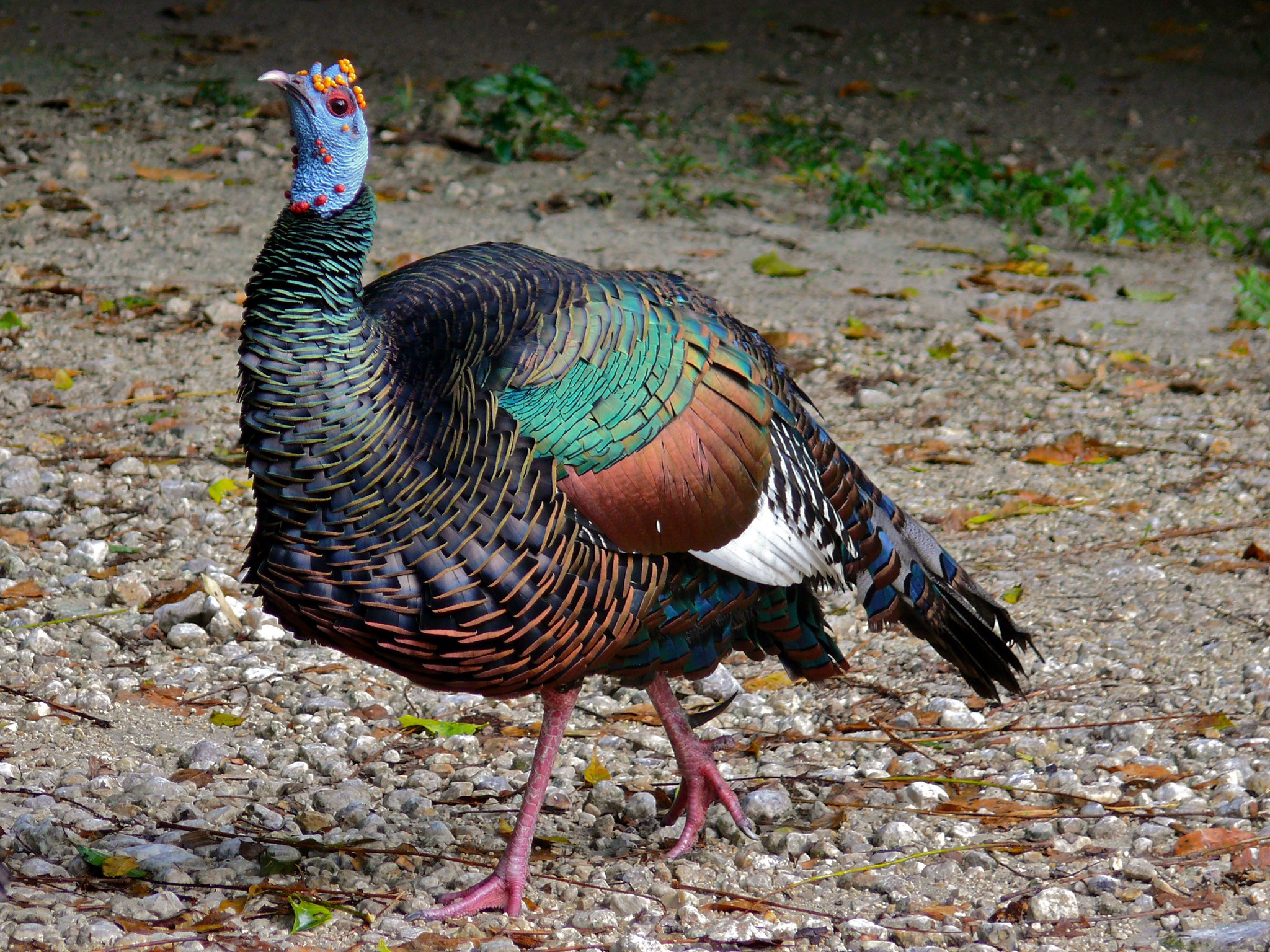 Definitive Guide To Ocellated Turkey Facts, Habitat, Conservation ...