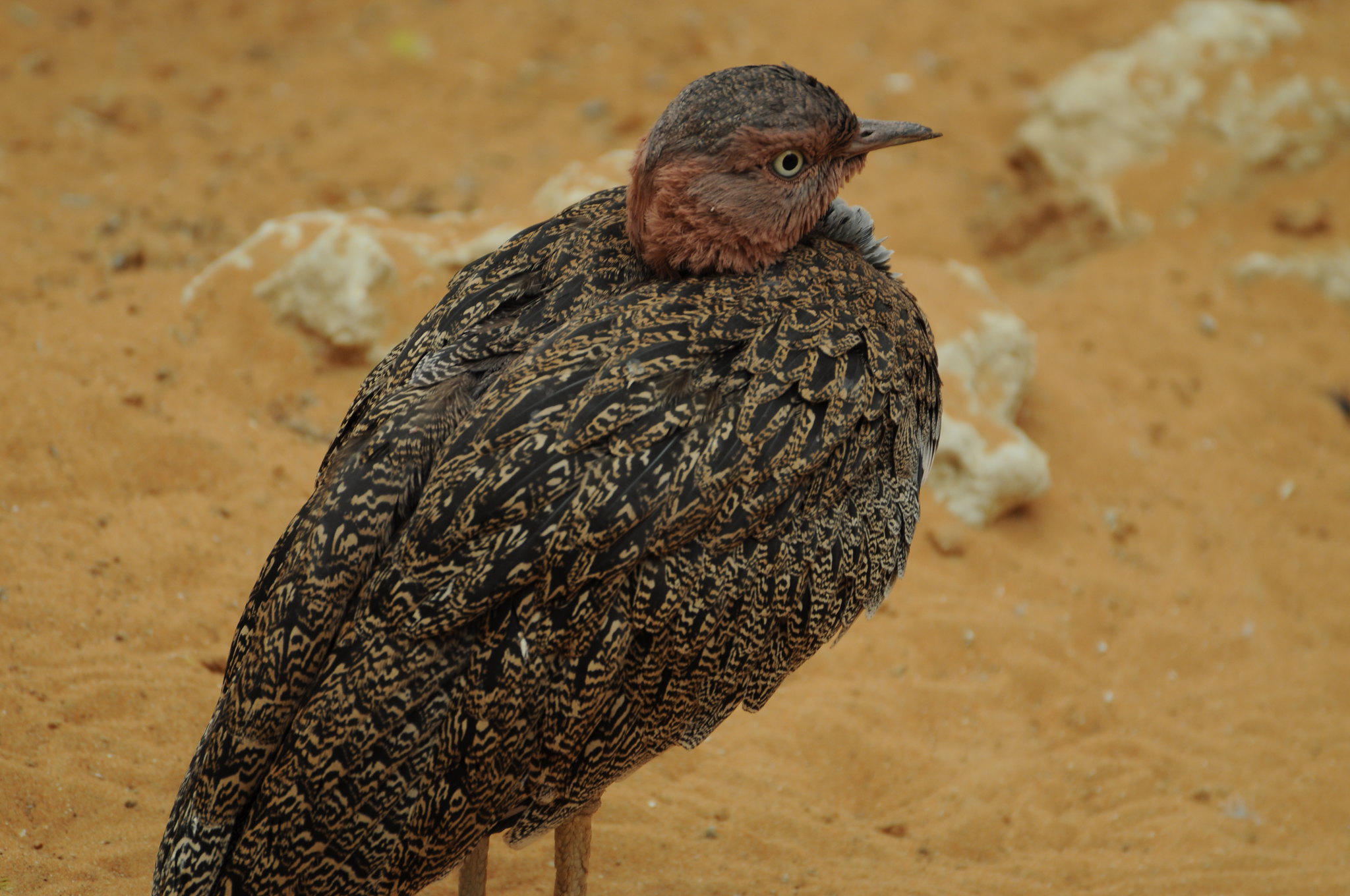 Definitive Guide To Buff-crested Bustard Facts, Habitat, Conservation ...