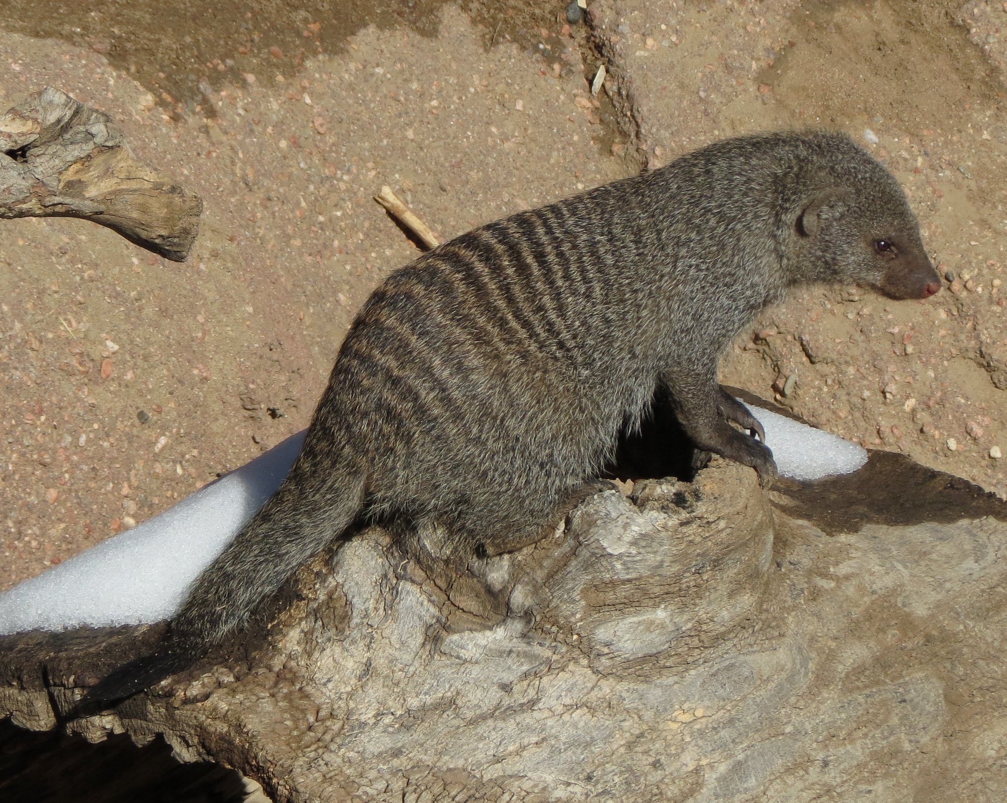 Definitive Guide To Banded Mongoose Facts, Habitat, Conservation Status, Zoo Populations ...