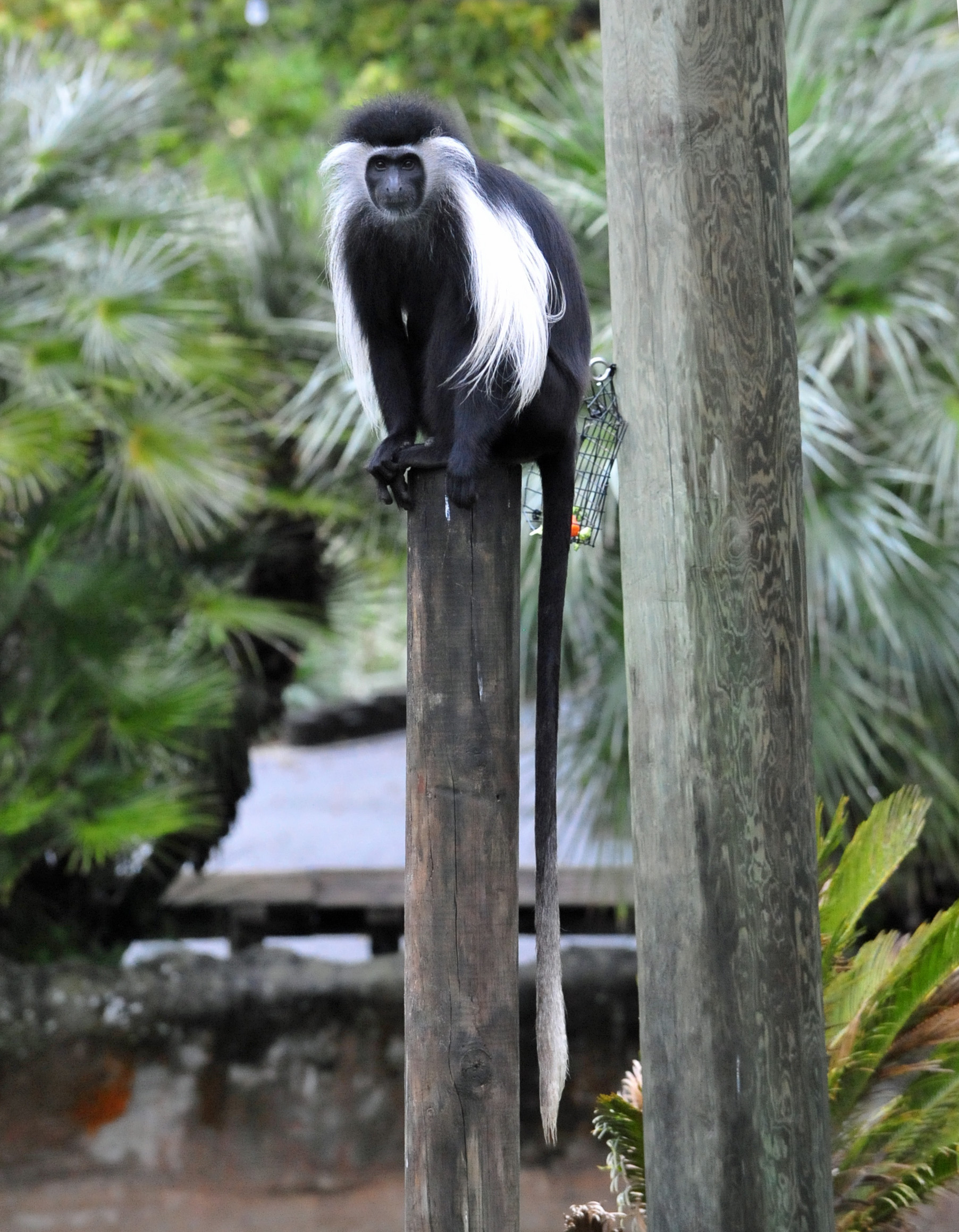 Definitive Guide To Angolan Colobus Facts, Habitat, Conservation Status ...