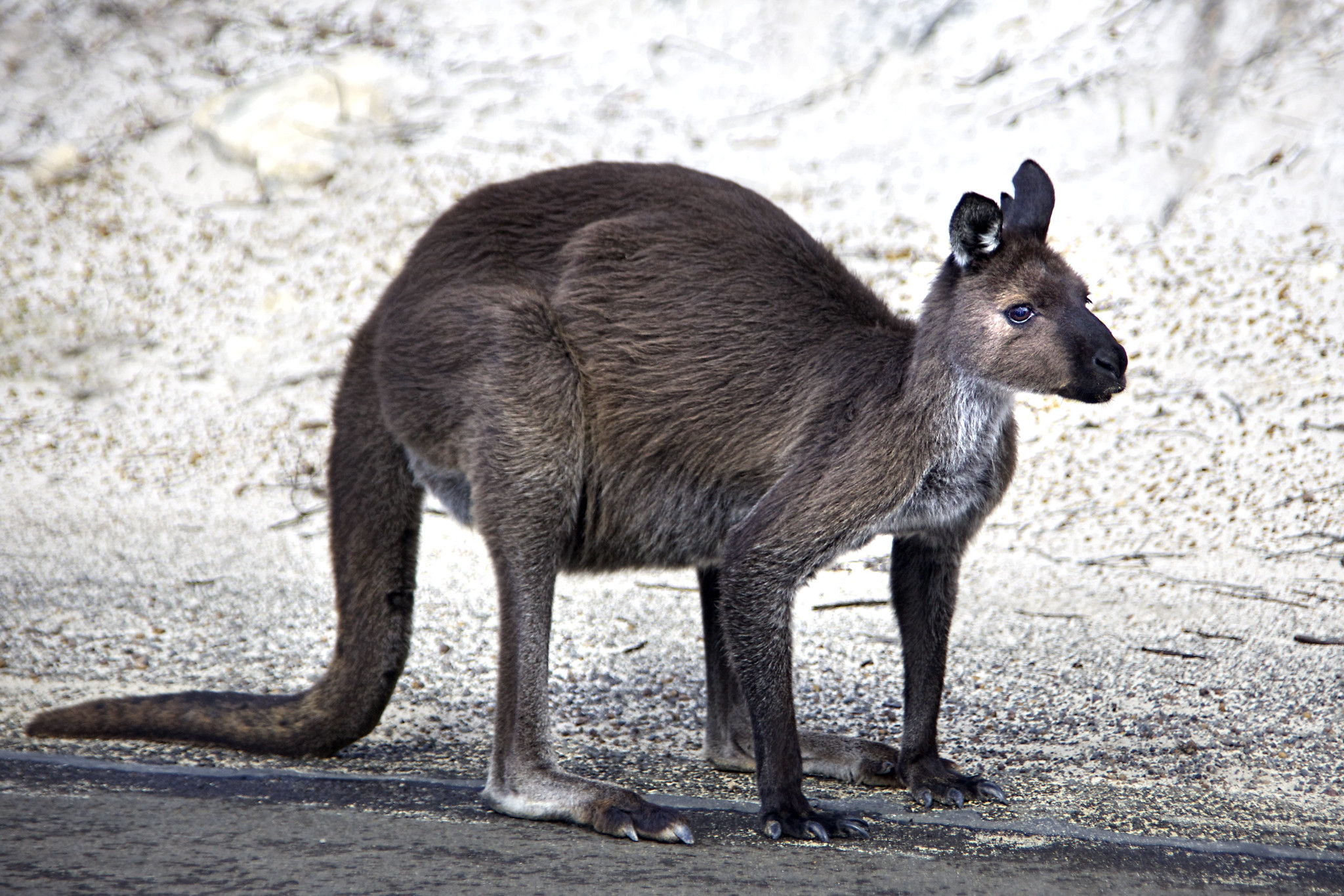 Definitive Guide To Western Gray Kangaroo Facts, Habitat, Conservation ...