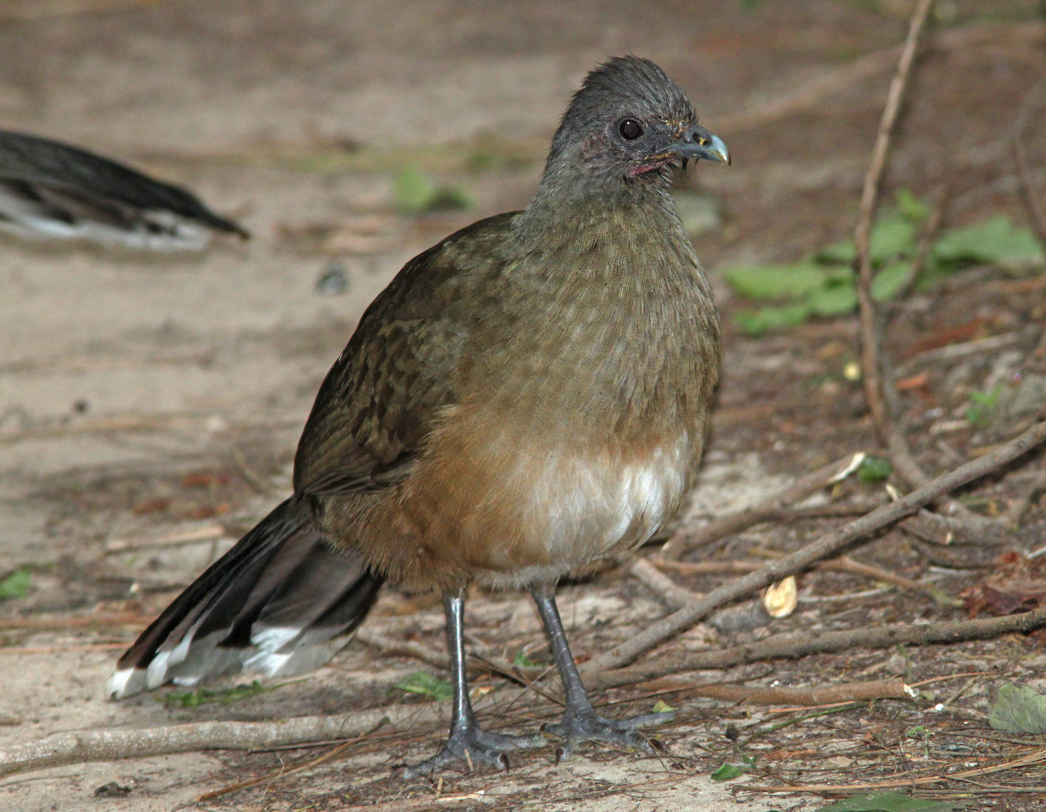 Definitive Guide To Plain Chachalaca Facts, Habitat, Conservation ...