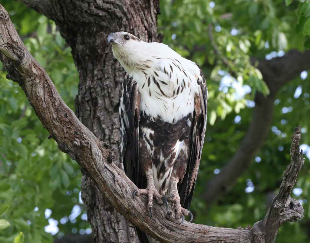 African Fish-eagle Facts, Habitat, Conservation Status, Zoo Populations ...