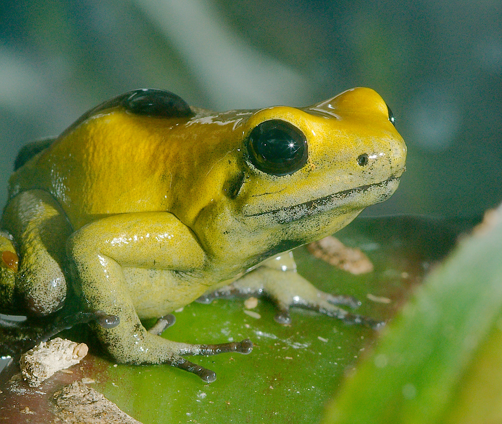 Definitive Guide To Black-legged Poison Dart Frog Facts, Habitat ...