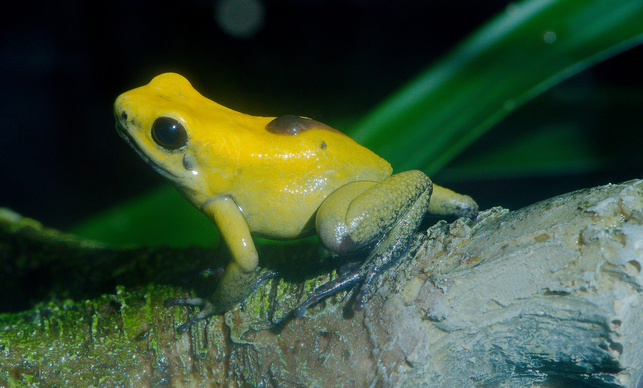 Definitive Guide To Black-legged Poison Dart Frog Facts, Habitat ...