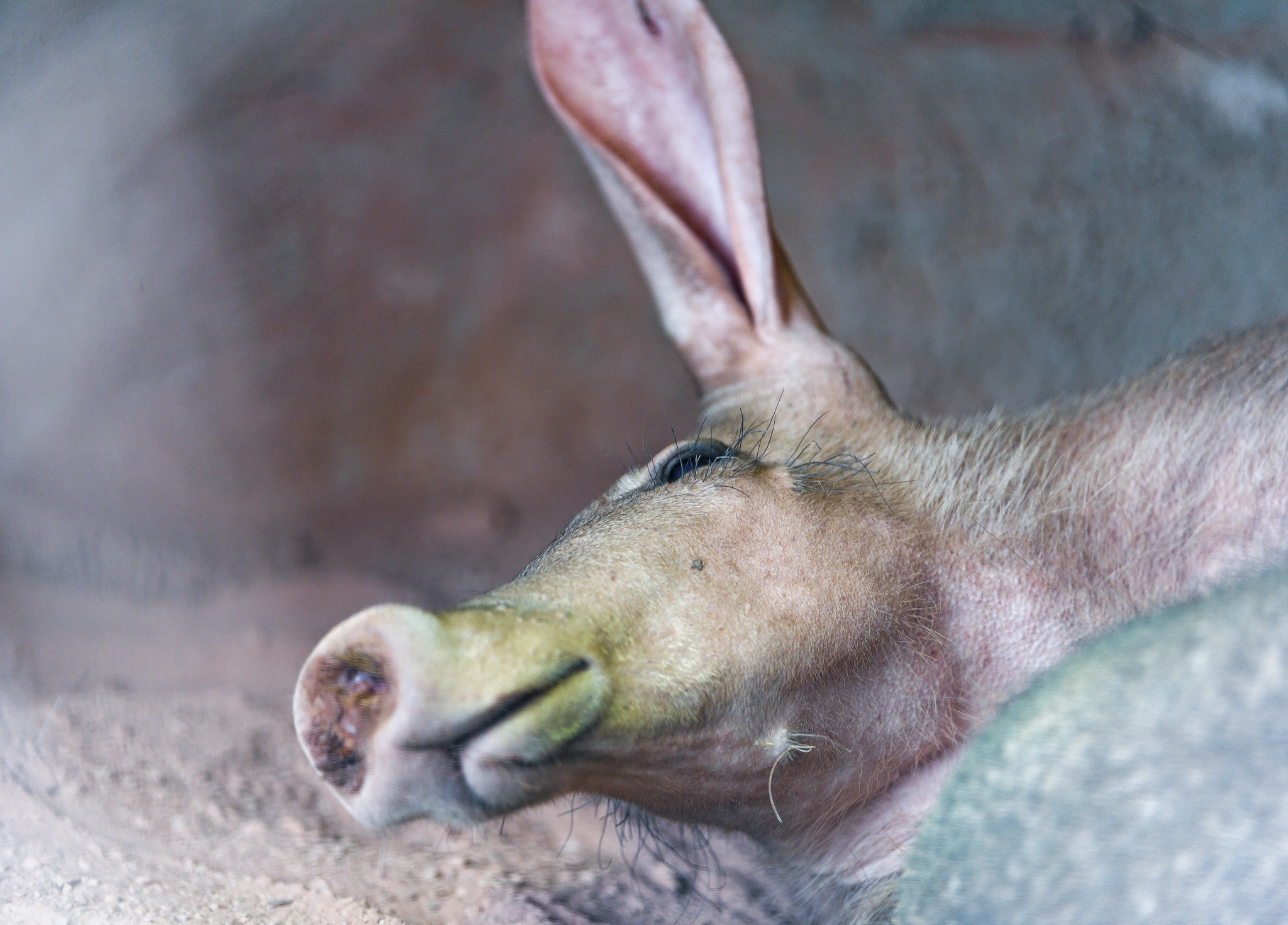 Definitive Guide To Aardvark Facts, Habitat, Conservation Status, Zoo ...