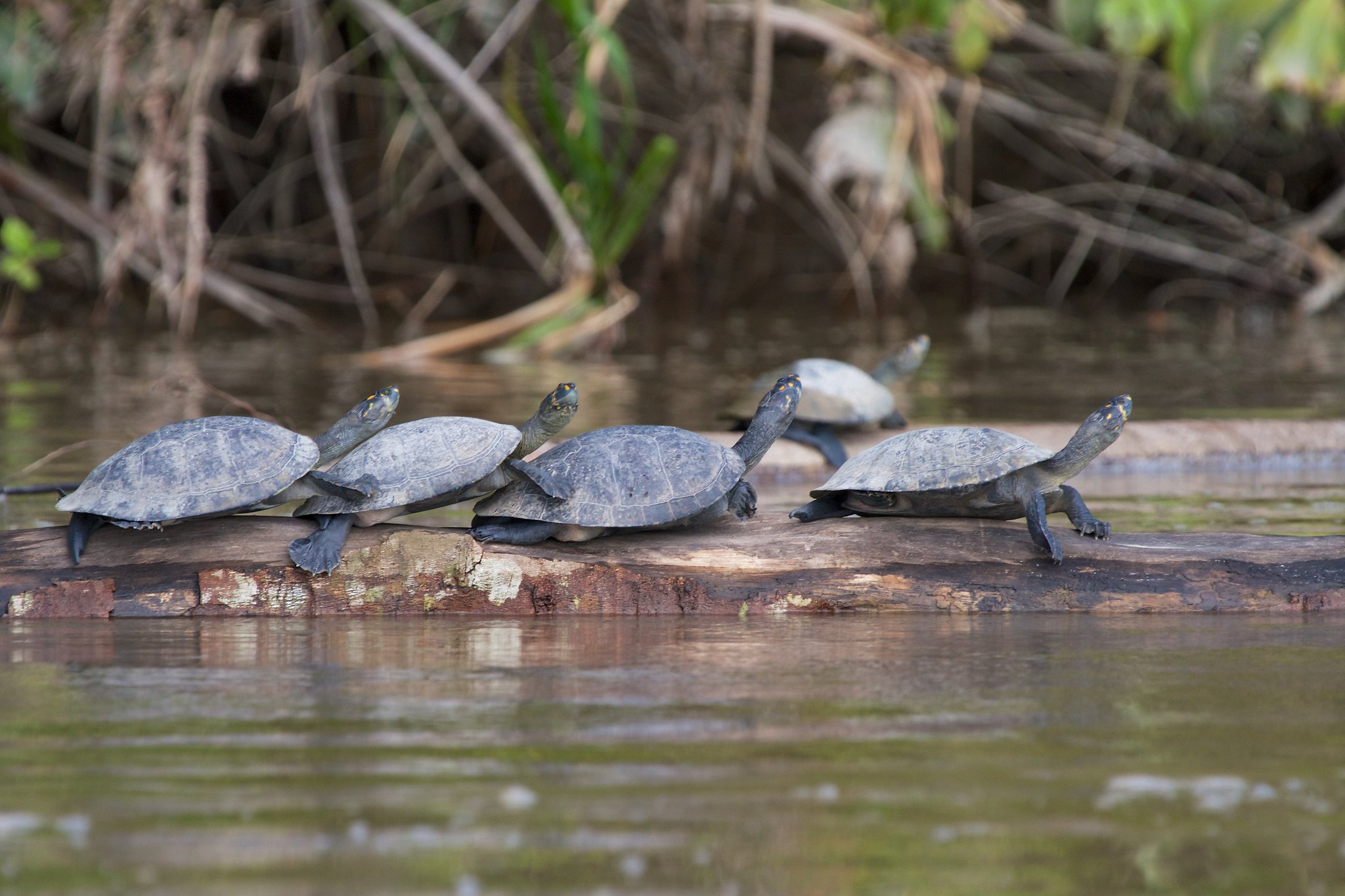 Yellow-spotted River Turtle Facts, Habitat, Conservation Status, Zoo ...