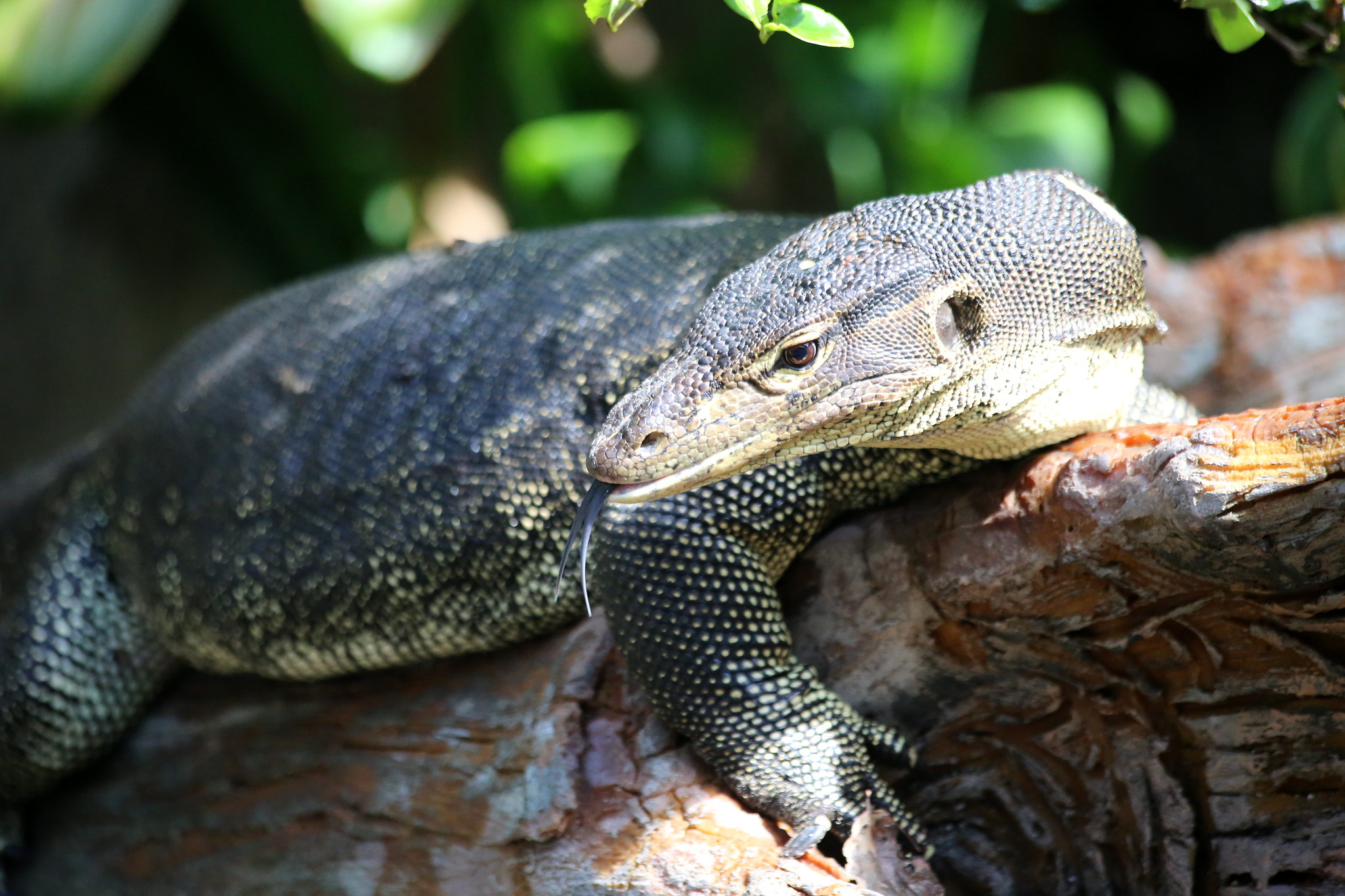 Asian Water Monitor Facts, Habitat, Conservation Status, Zoo ...