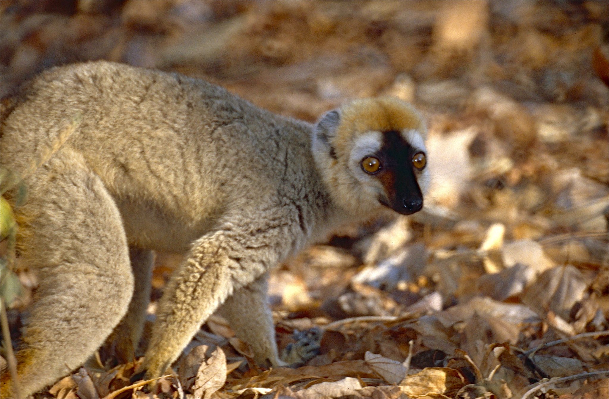 Definitive Guide To Red-fronted Lemur Facts, Habitat, Conservation ...