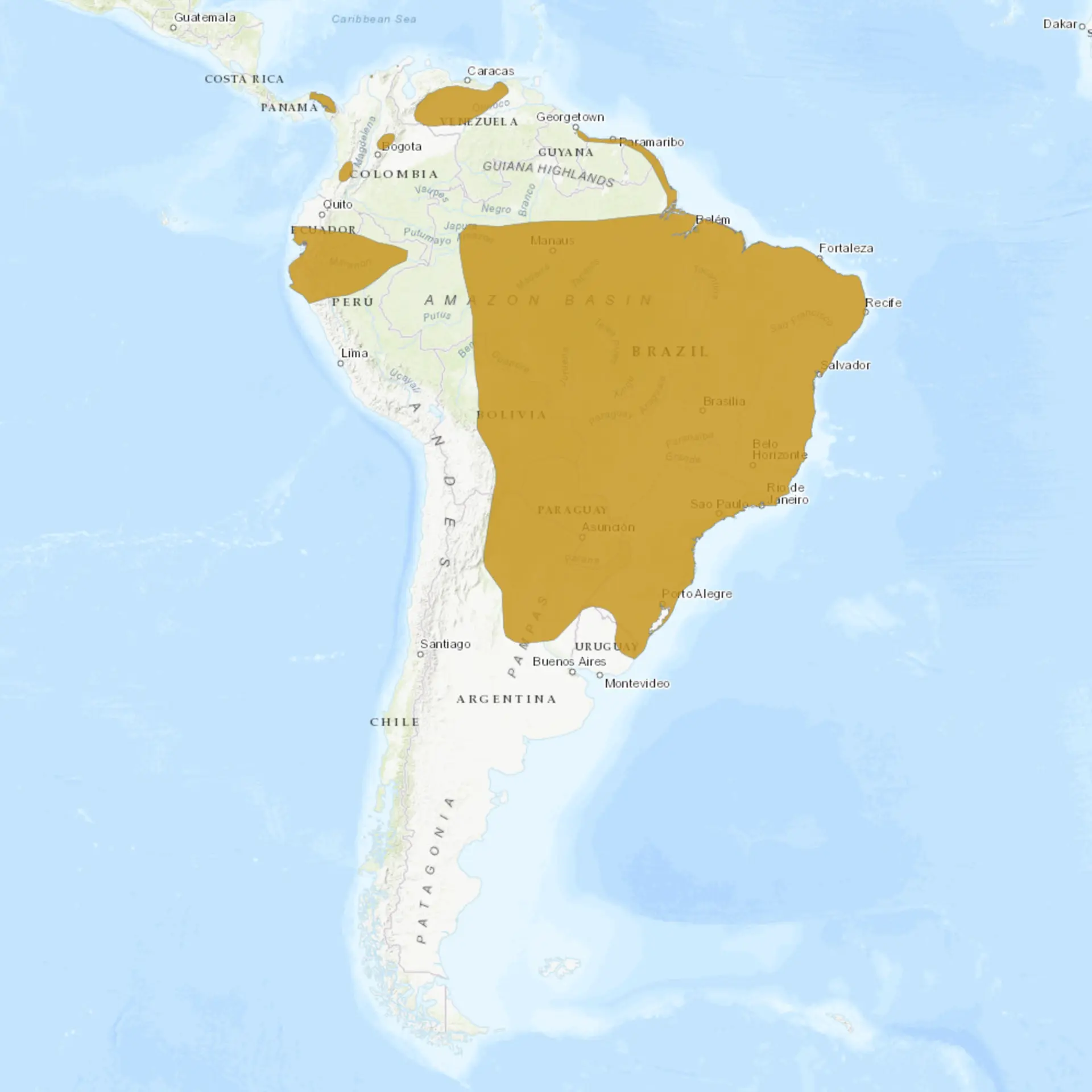 Definitive Guide To American Comb Duck Facts, Habitat, Conservation ...