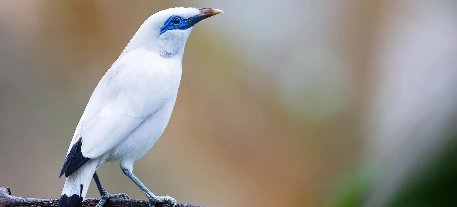 Definitive Guide To Golden-crested Myna Facts, Habitat, Conservation ...
