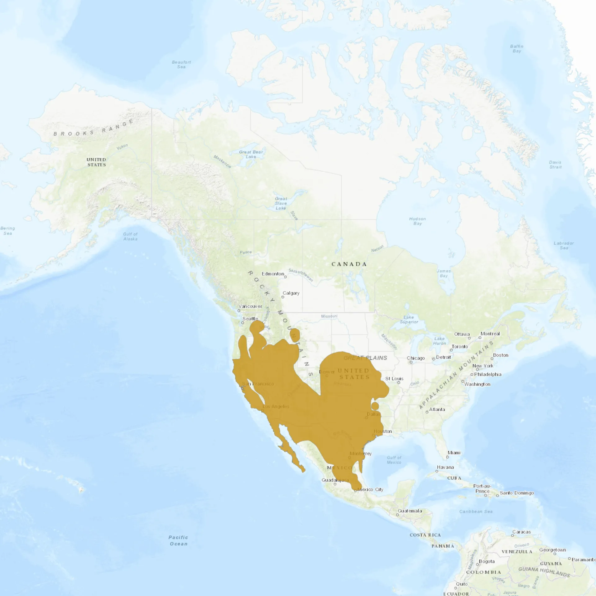 Definitive Guide To Black-tailed Jackrabbit Facts, Habitat ...