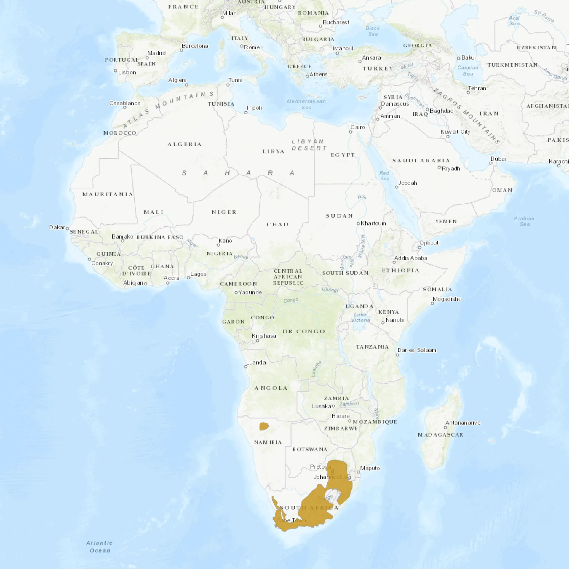 Definitive Guide To Blue Crane Facts, Habitat, Conservation Status, Zoo ...