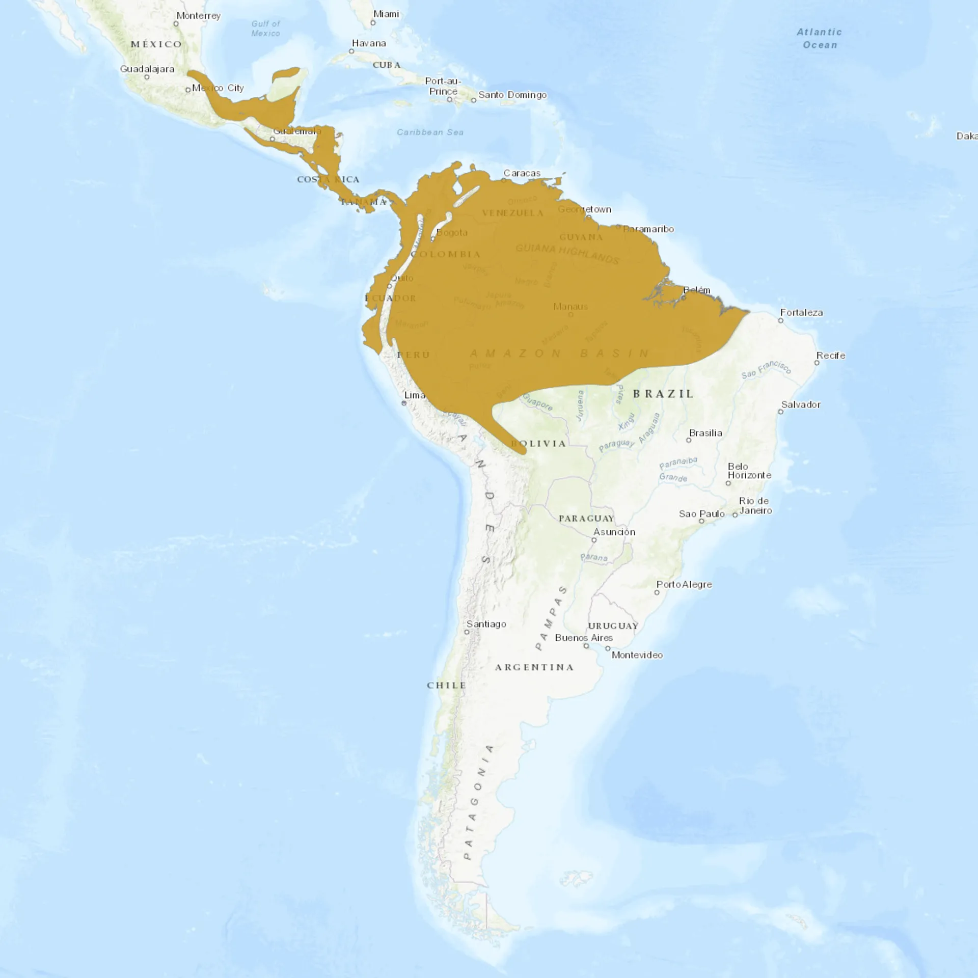 Definitive Guide To Blue-gray Tanager Facts, Habitat, Conservation ...