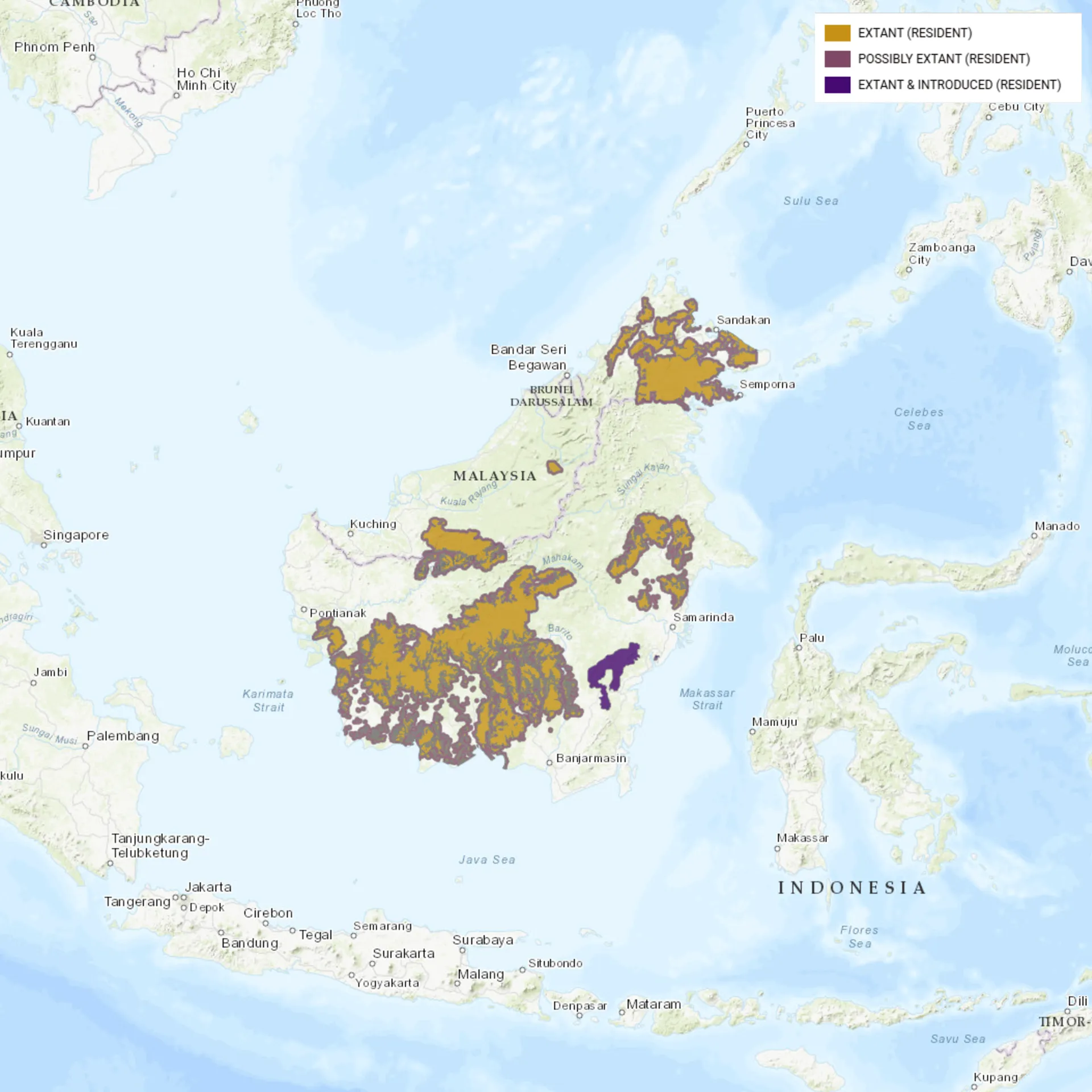 Definitive Guide To Bornean Orangutan Facts, Habitat, Conservation ...